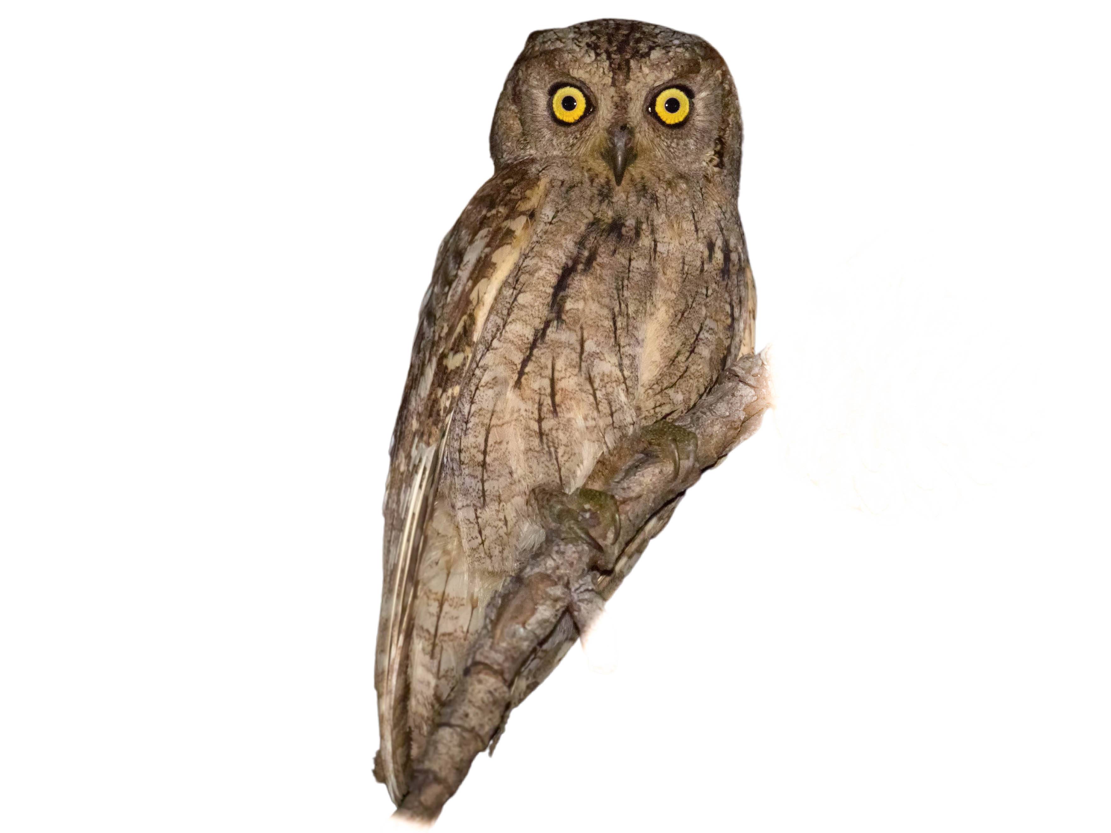 Eurasian Scops Owl (Otus scops) identification - Birda