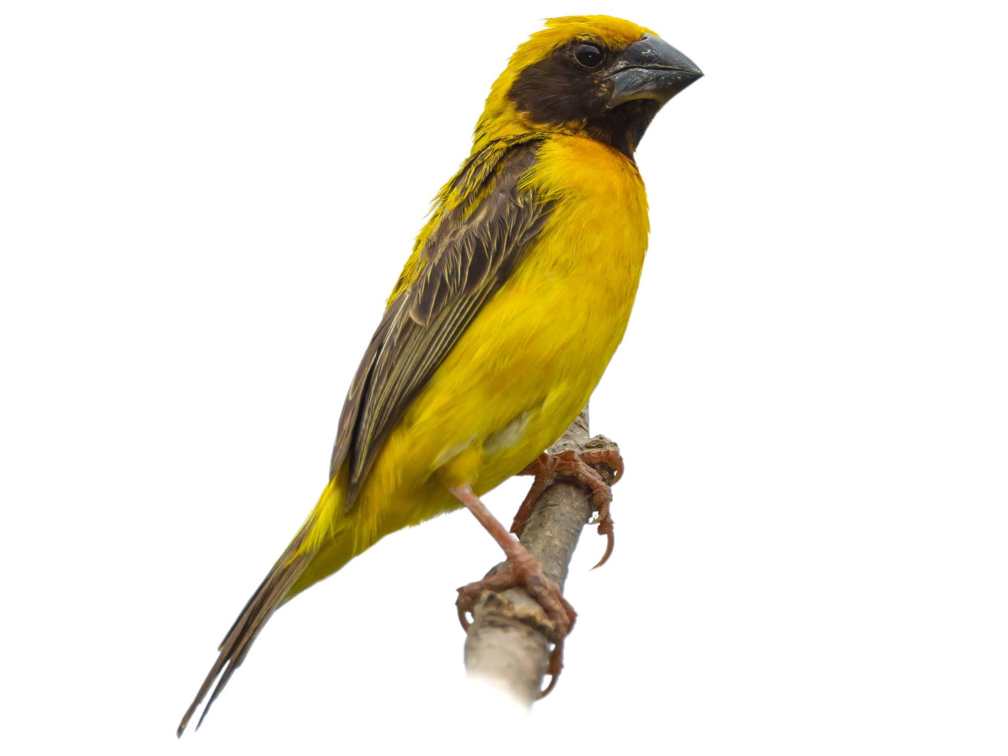 Baya Weaver (Ploceus philippinus) identification - Birda