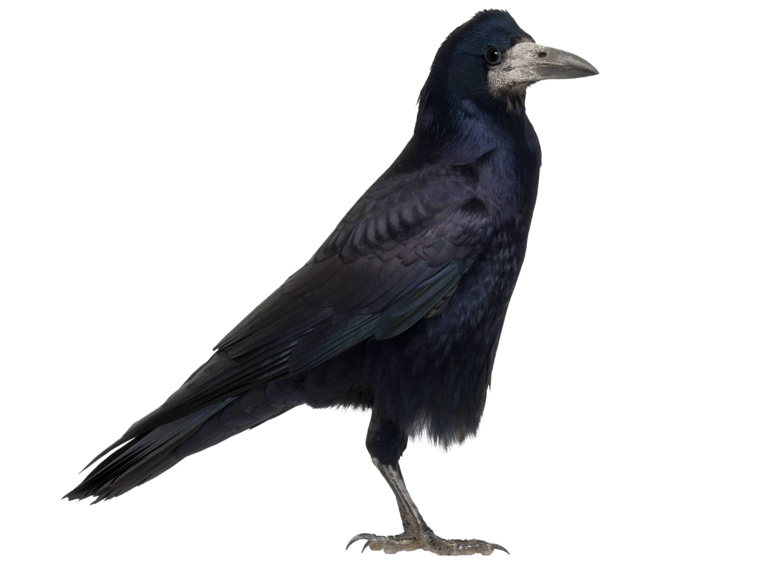 Rook (Corvus frugilegus) identification - Birda