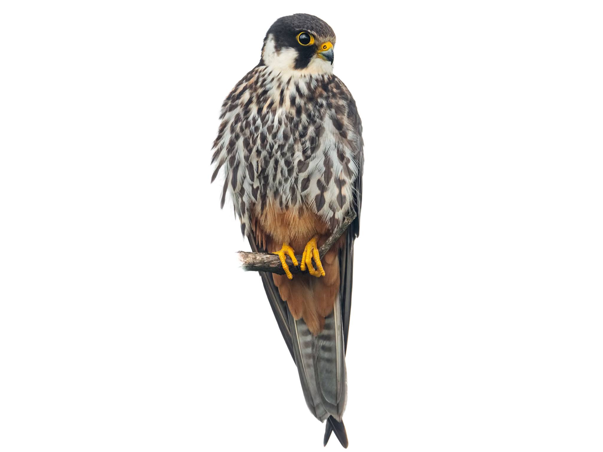 Eurasian Hobby (Falco subbuteo) identification - Birda