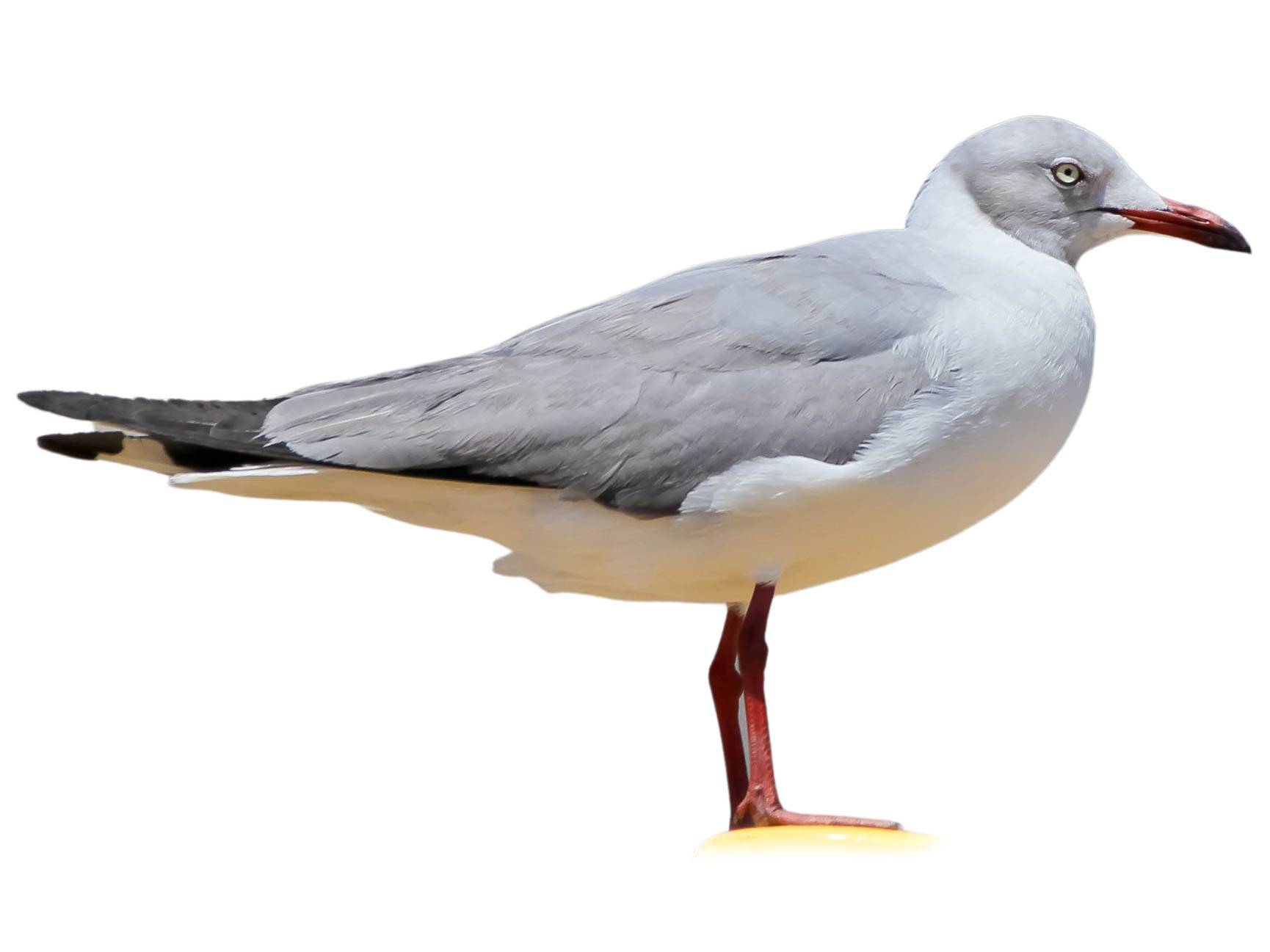 Grey-headed Gull (Chroicocephalus cirrocephalus) identification - Birda