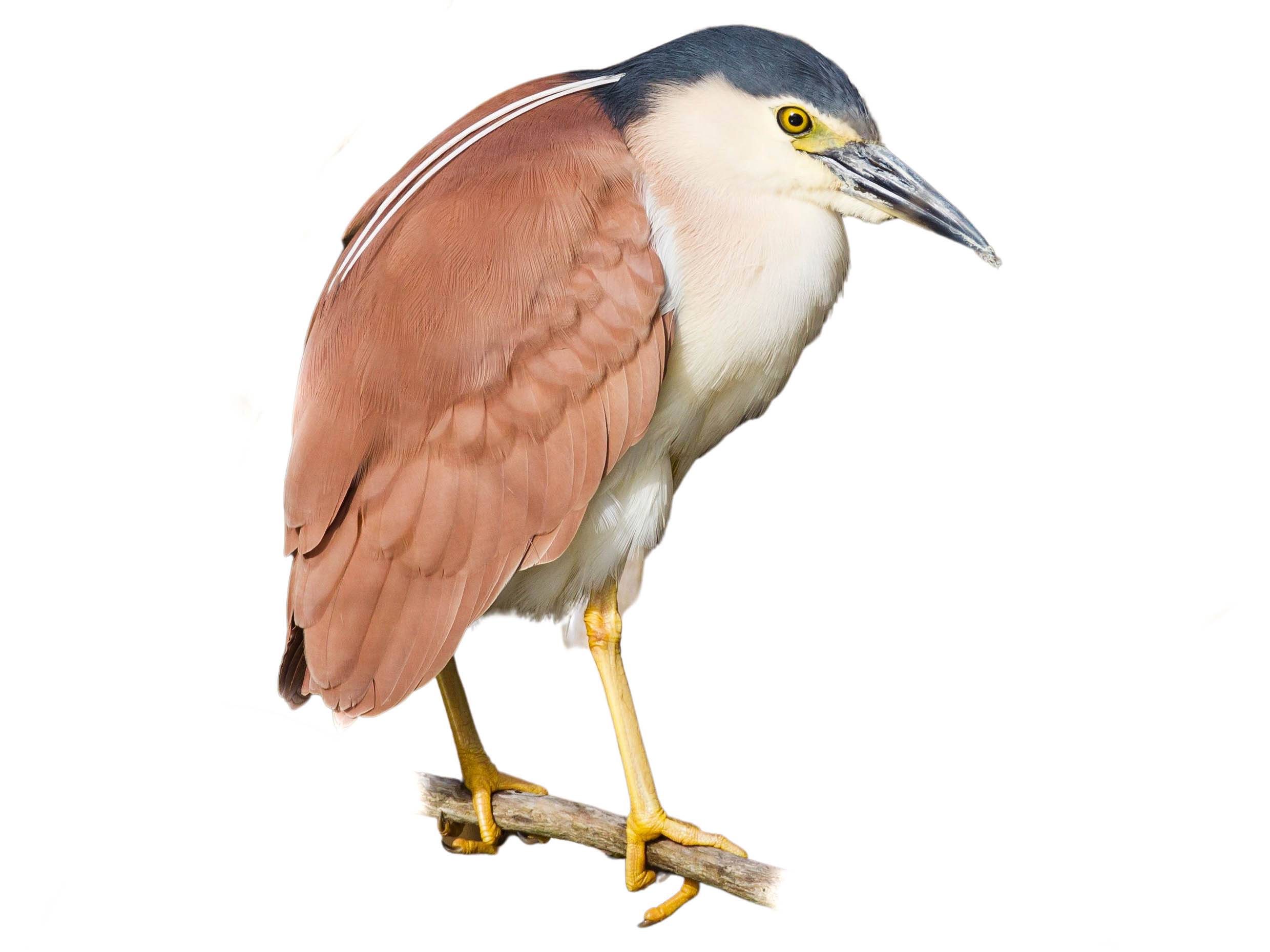 Nankeen Night Heron (Nycticorax caledonicus) identification - Birda