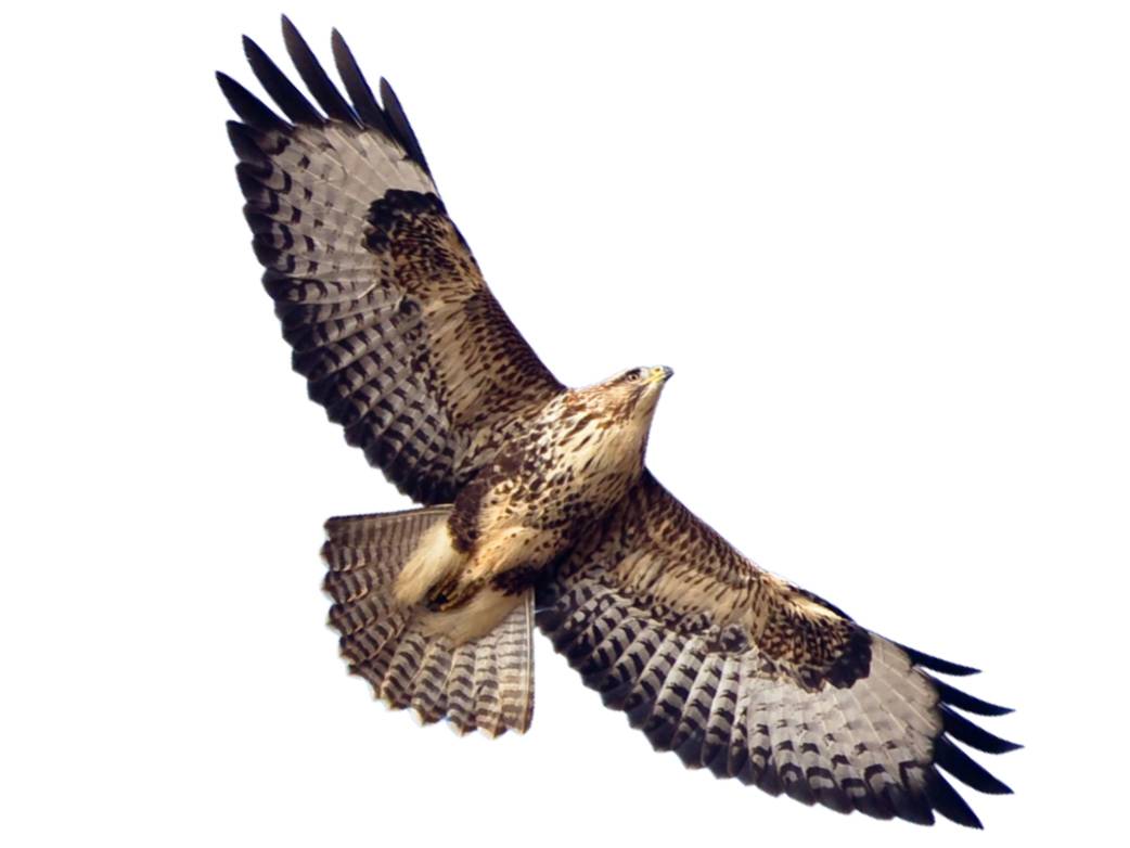 Common Buzzard (Buteo buteo) identification - Birda