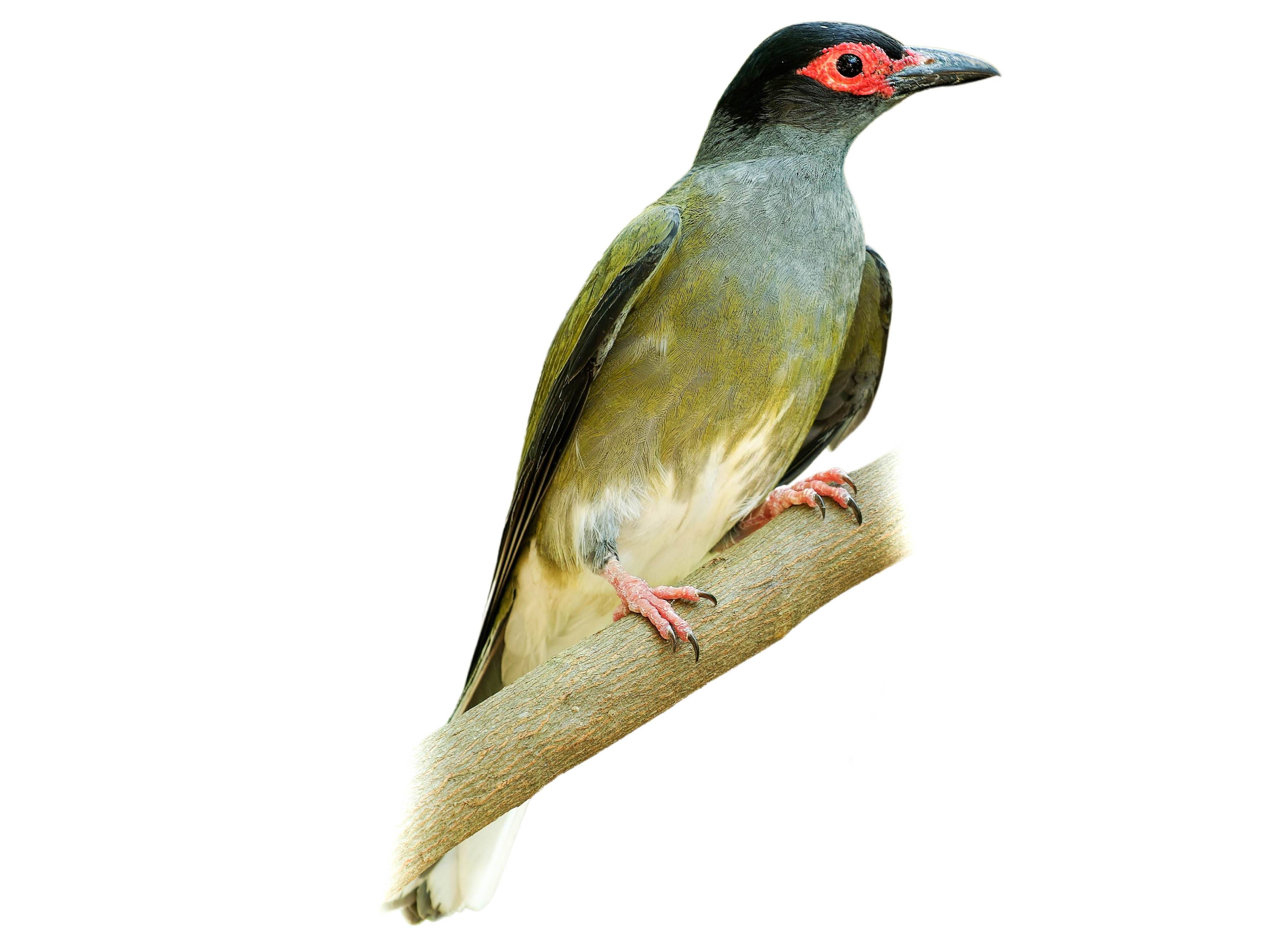 Australasian Figbird (Sphecotheres vieilloti) identification - Birda