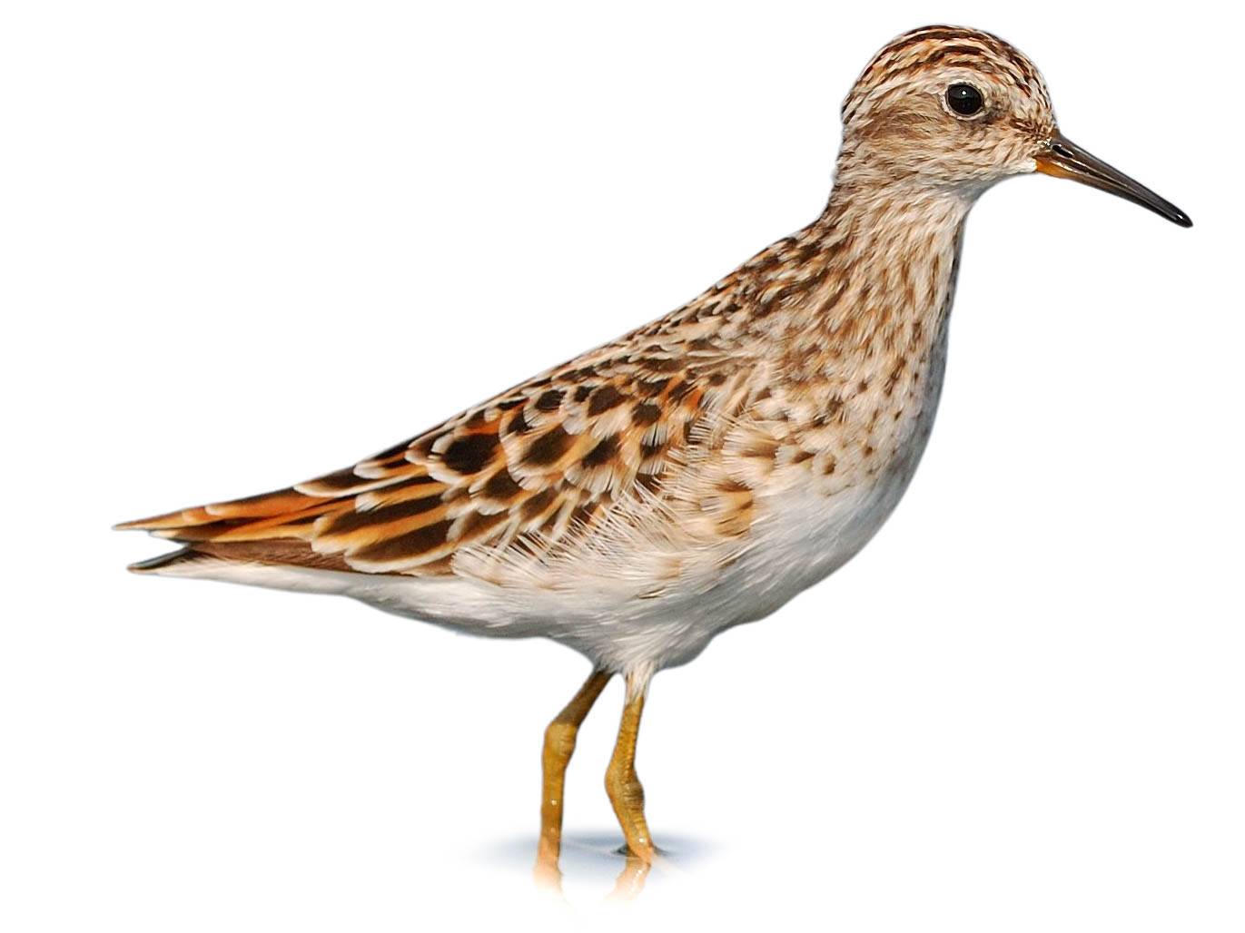 Long-toed Stint (Calidris subminuta) identification - Birda