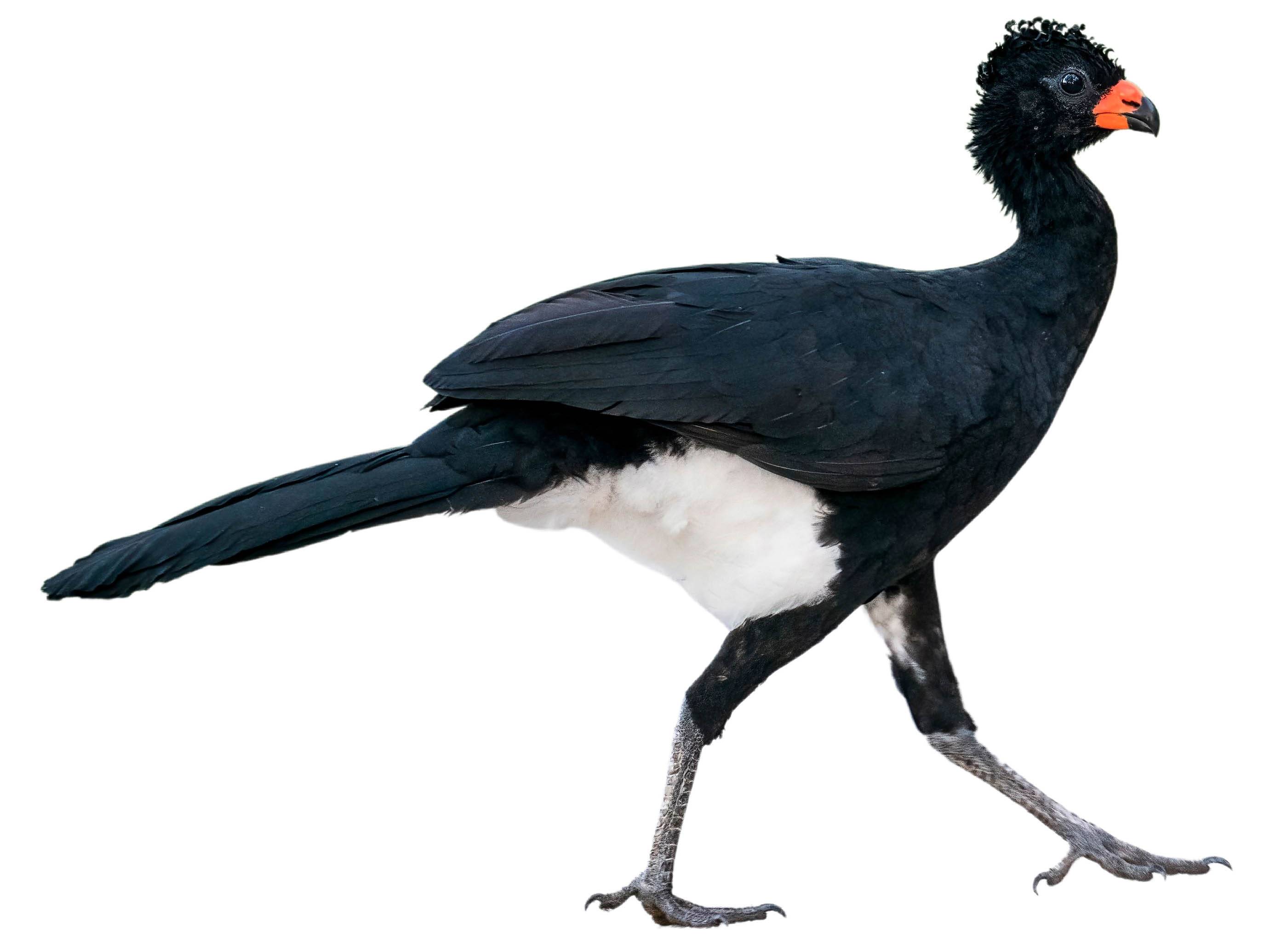 Red-billed Curassow (Crax blumenbachii) identification - Birda