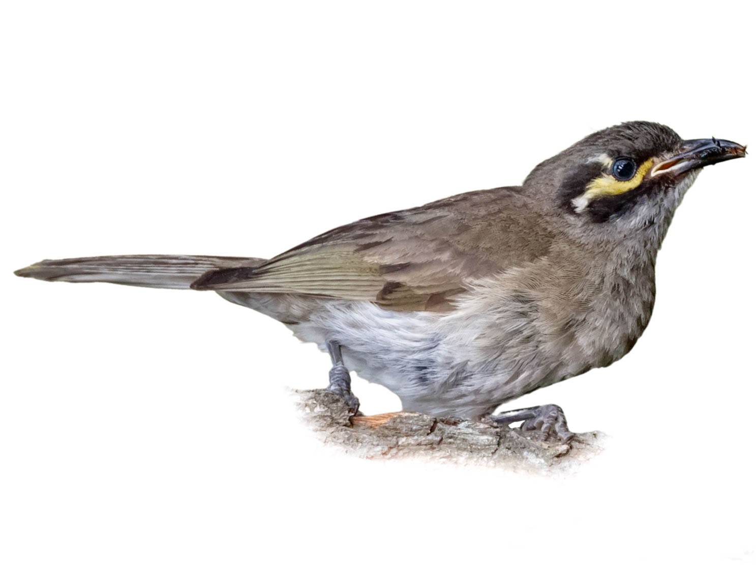 Yellow-faced Honeyeater (Caligavis chrysops) identification - Birda