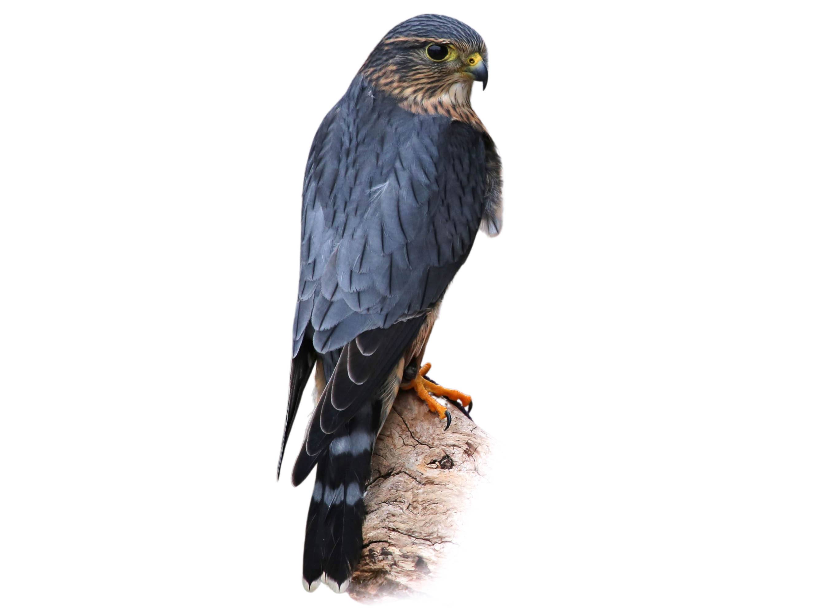 Merlin (Falco columbarius) identification - Birda