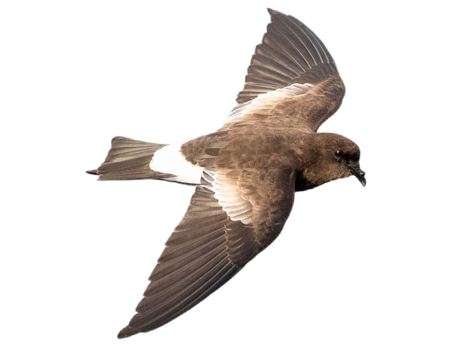 Wilson's Storm Petrel (Oceanites oceanicus) identification - Birda