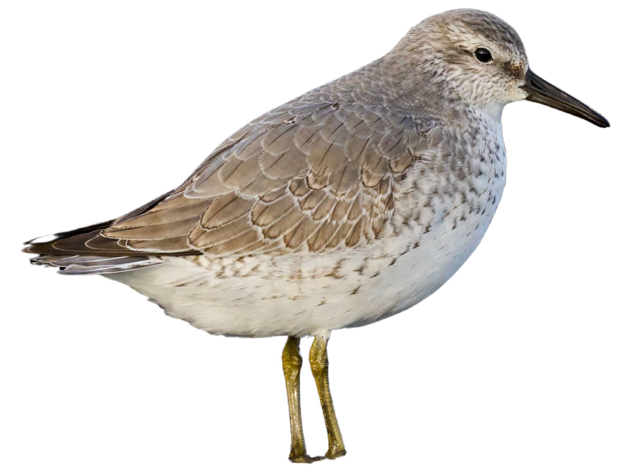 Red Knot (Calidris canutus) identification - Birda