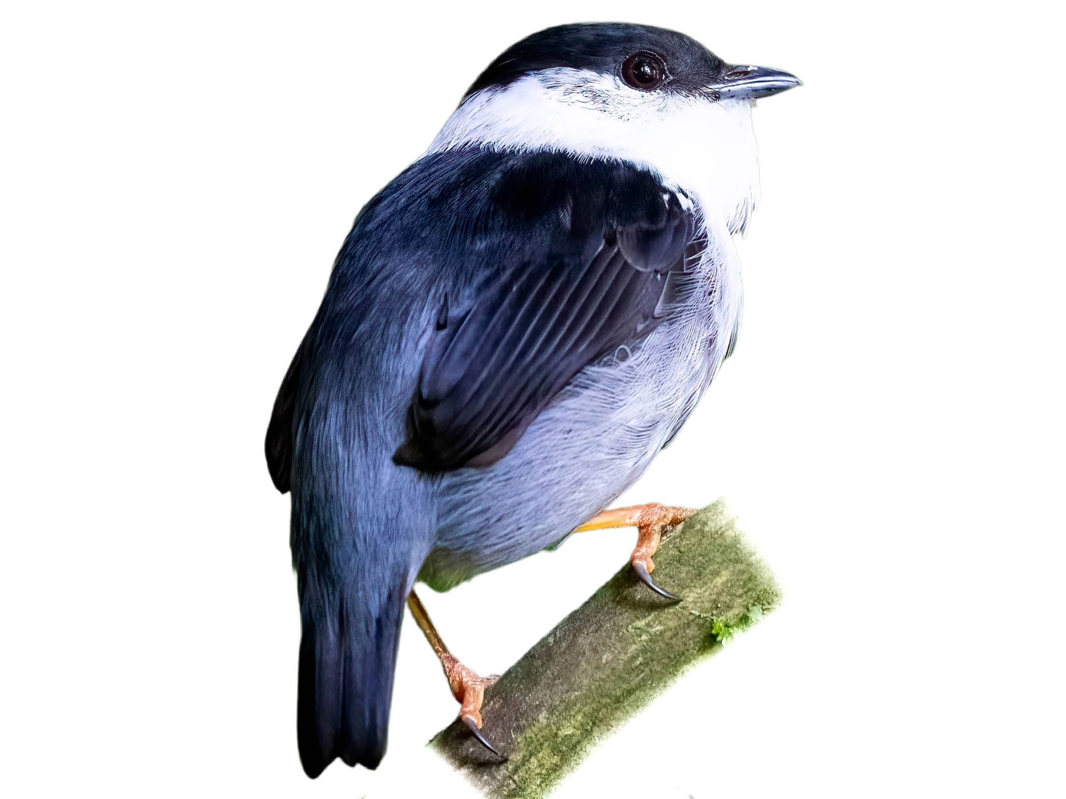 White-bearded Manakin (Manacus manacus) identification - Birda