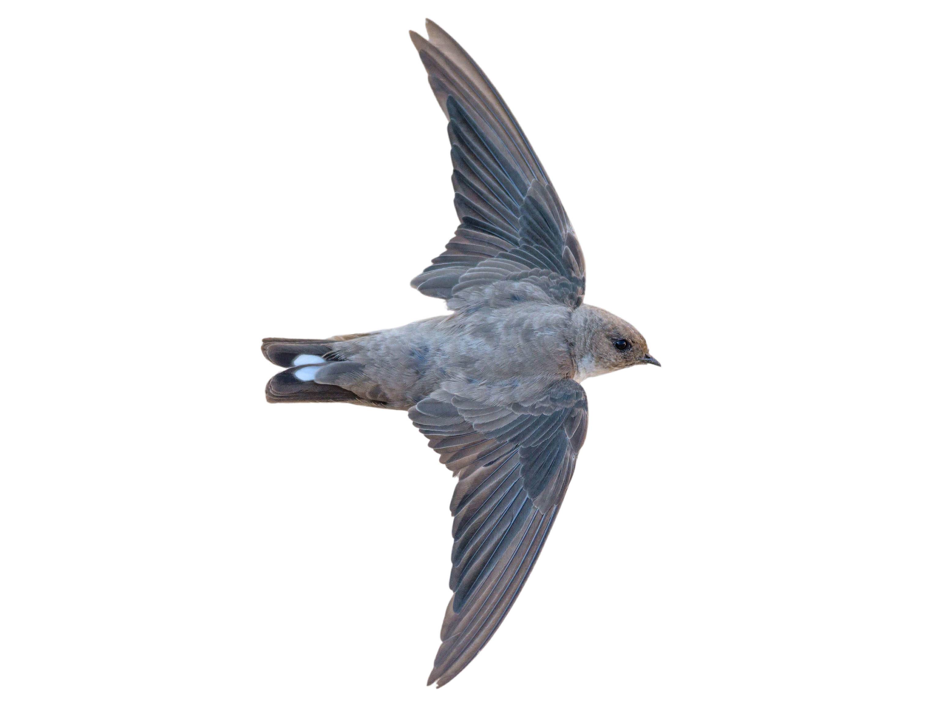 Eurasian Crag Martin (Ptyonoprogne rupestris) identification - Birda