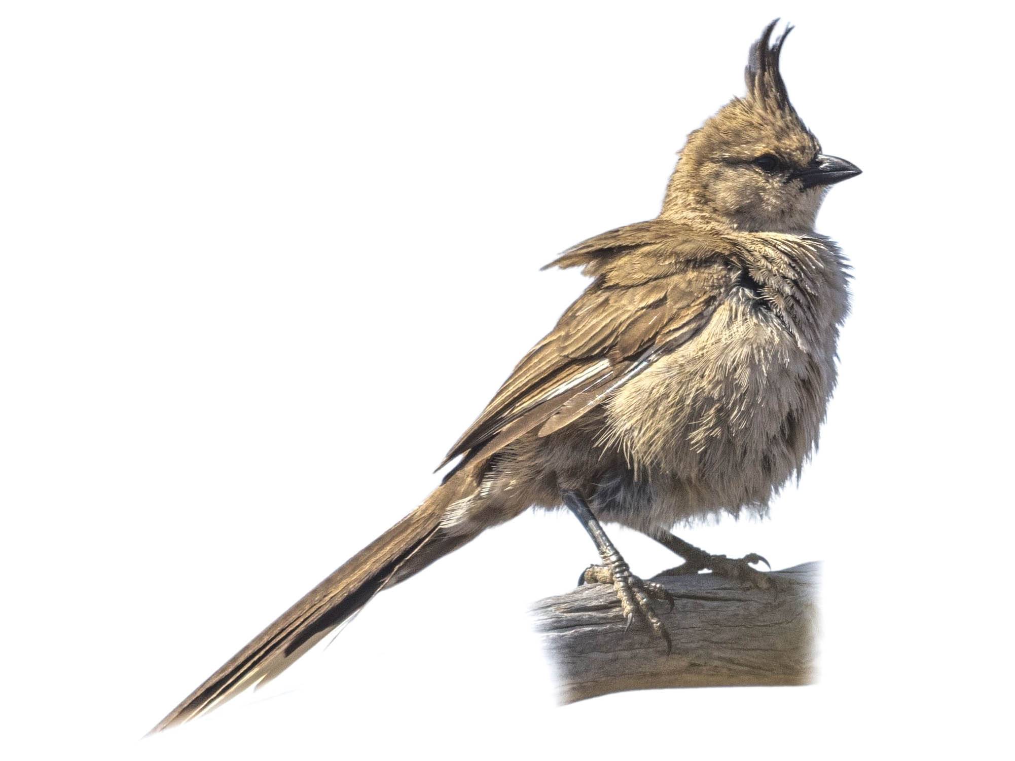Chiming Wedgebill (Psophodes occidentalis) identification - Birda