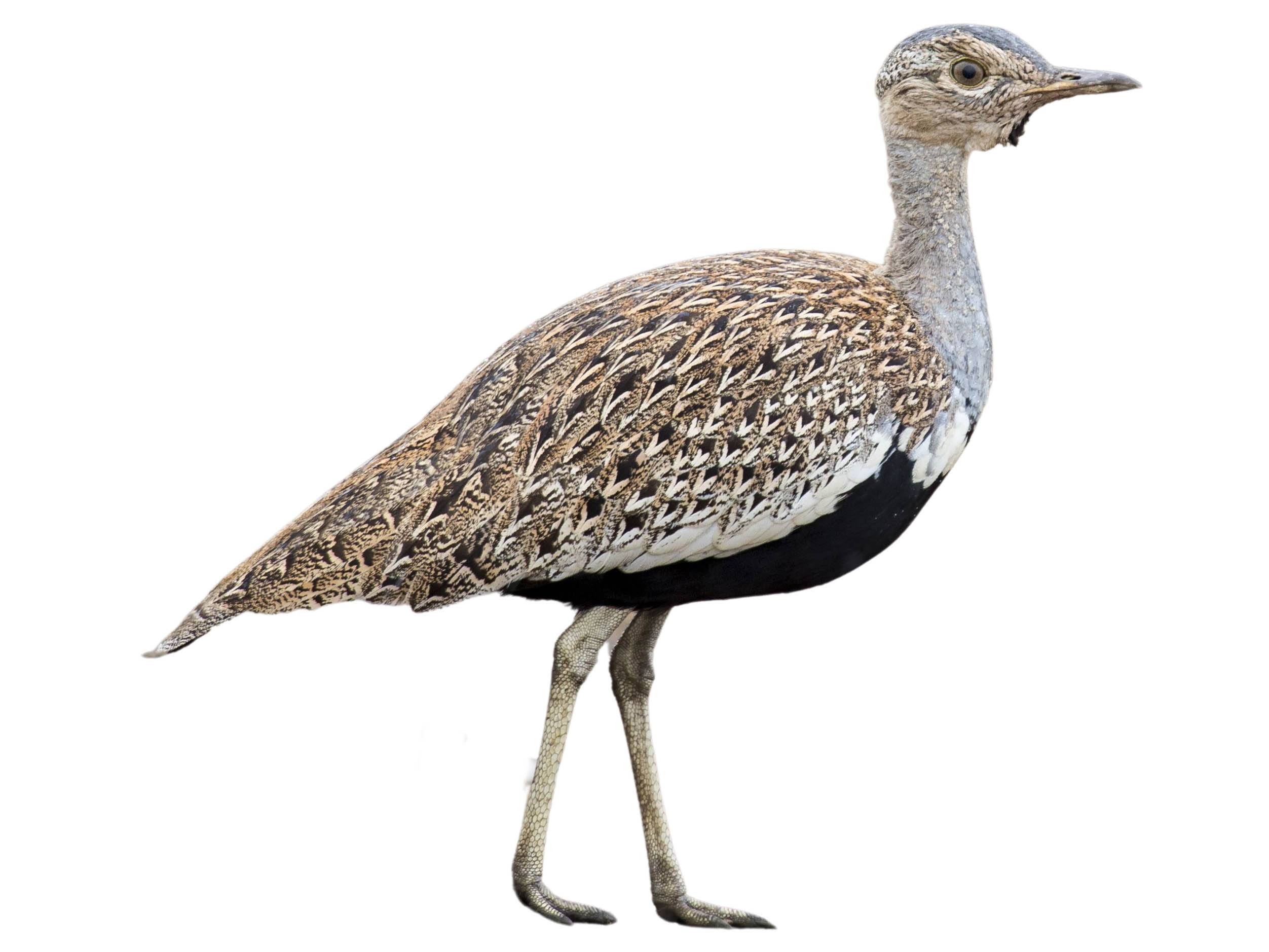 Red-crested Korhaan (Lophotis ruficrista) identification - Birda