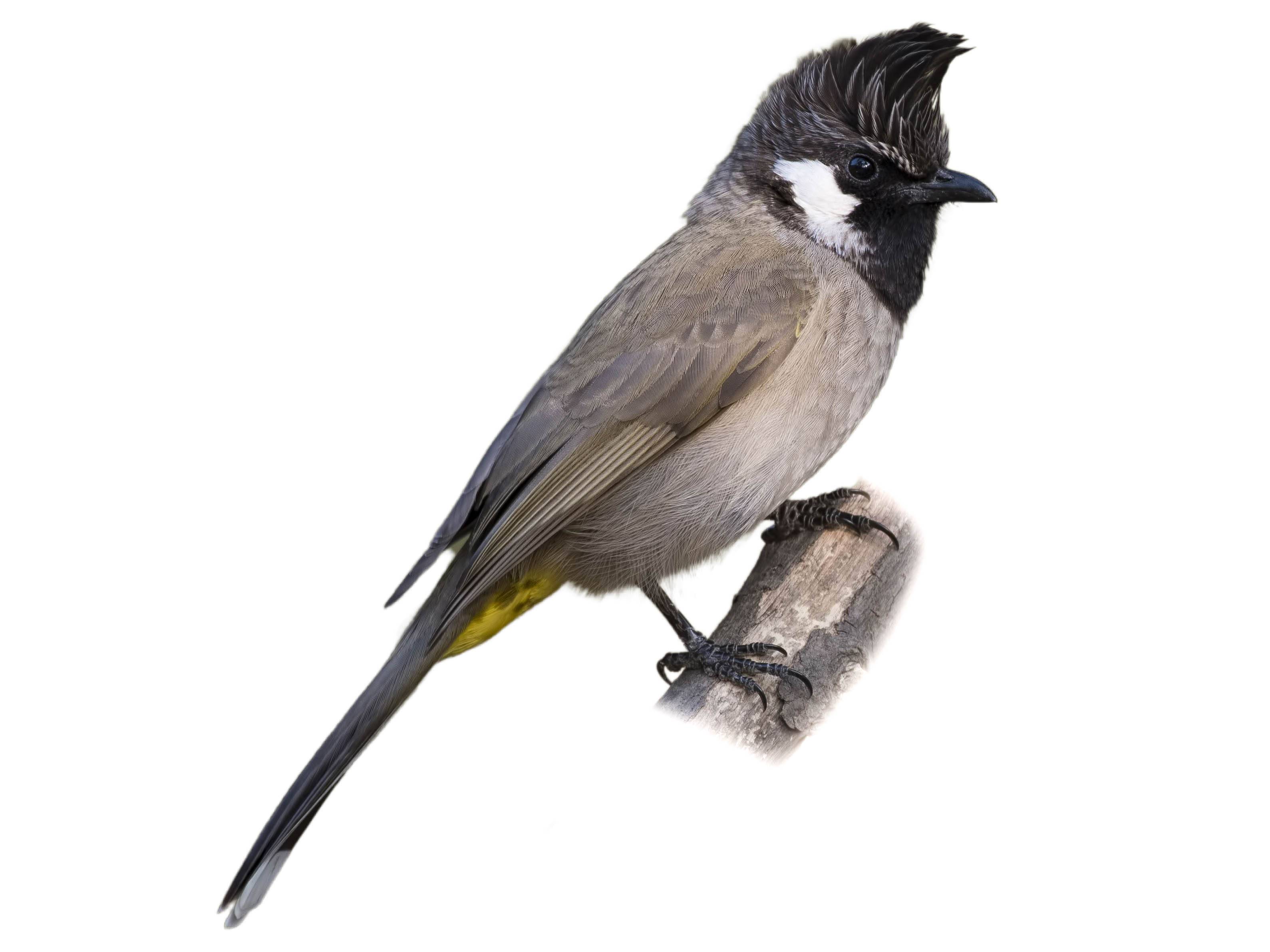 Himalayan Bulbul (Pycnonotus leucogenys) identification - Birda