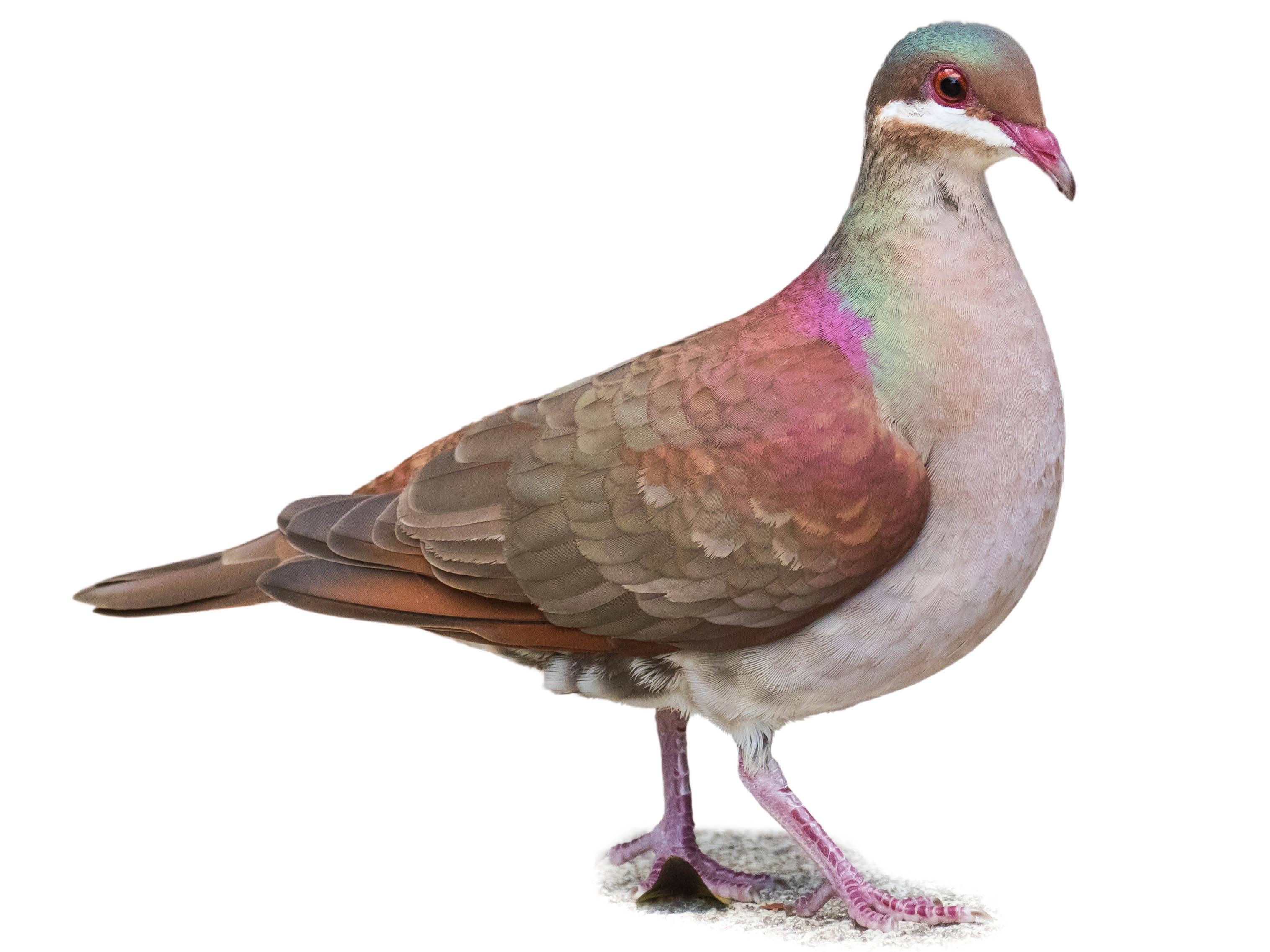 Key West Quail-Dove (Geotrygon chrysia) identification - Birda
