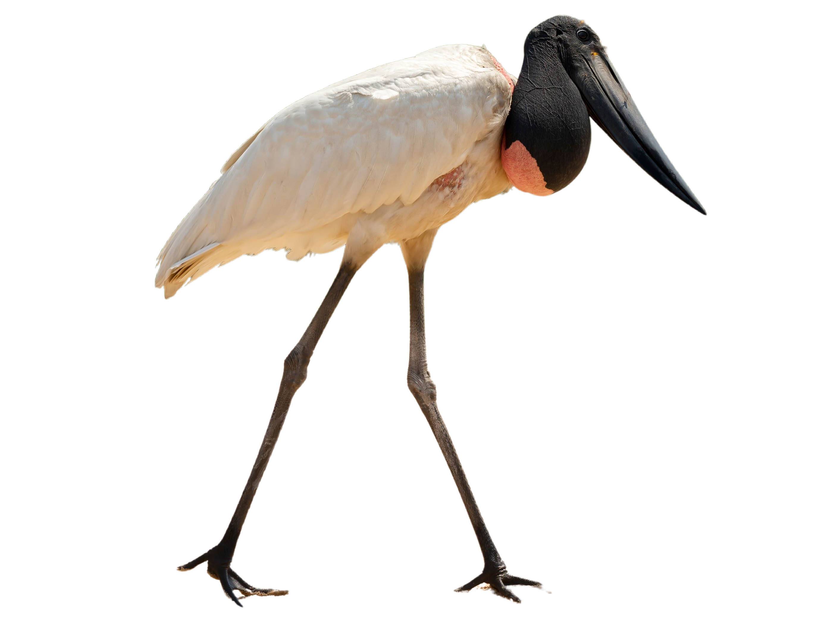 Jabiru (Jabiru mycteria) identification - Birda