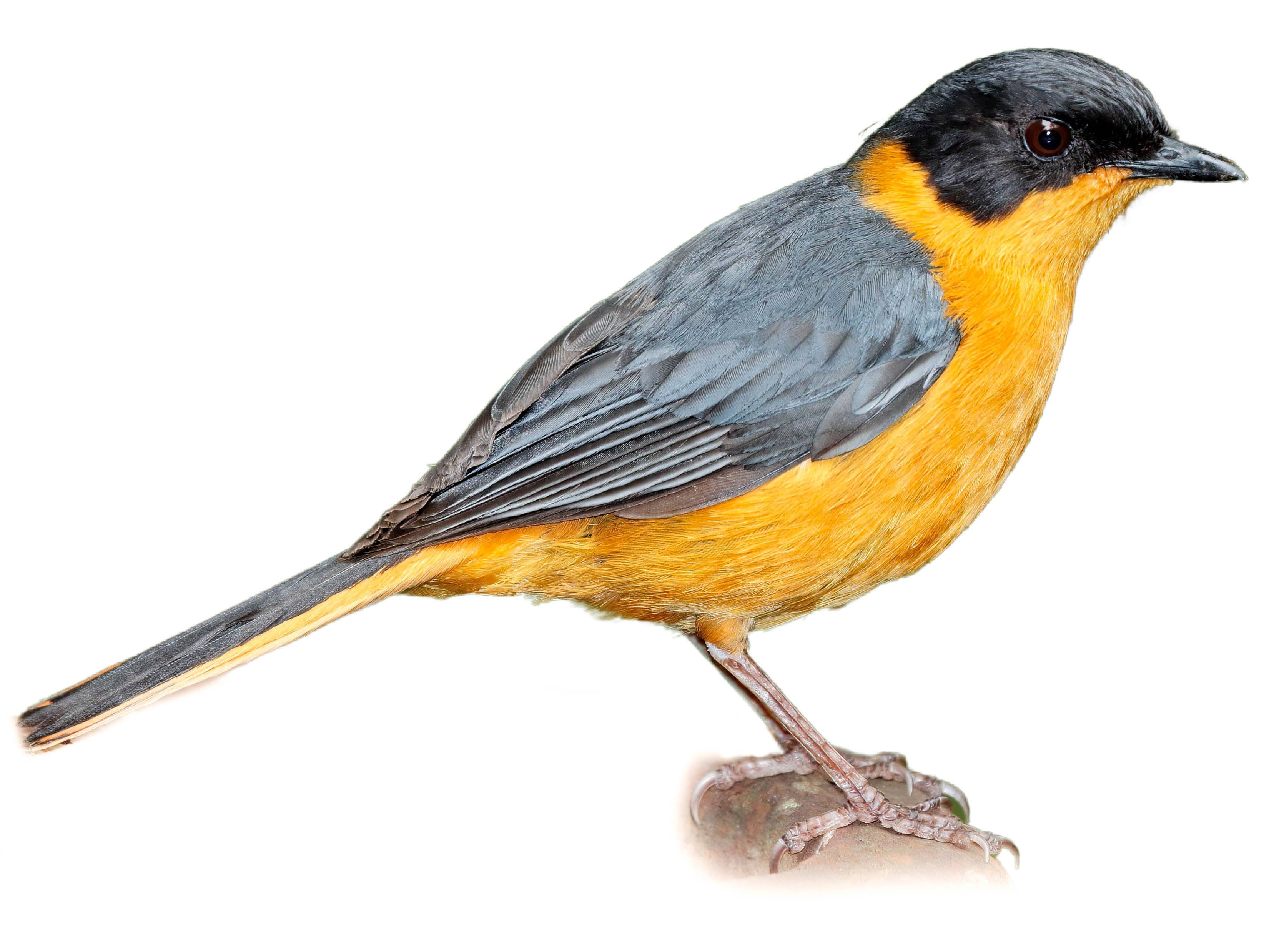 Chorister Robin-Chat (Cossypha dichroa) identification - Birda