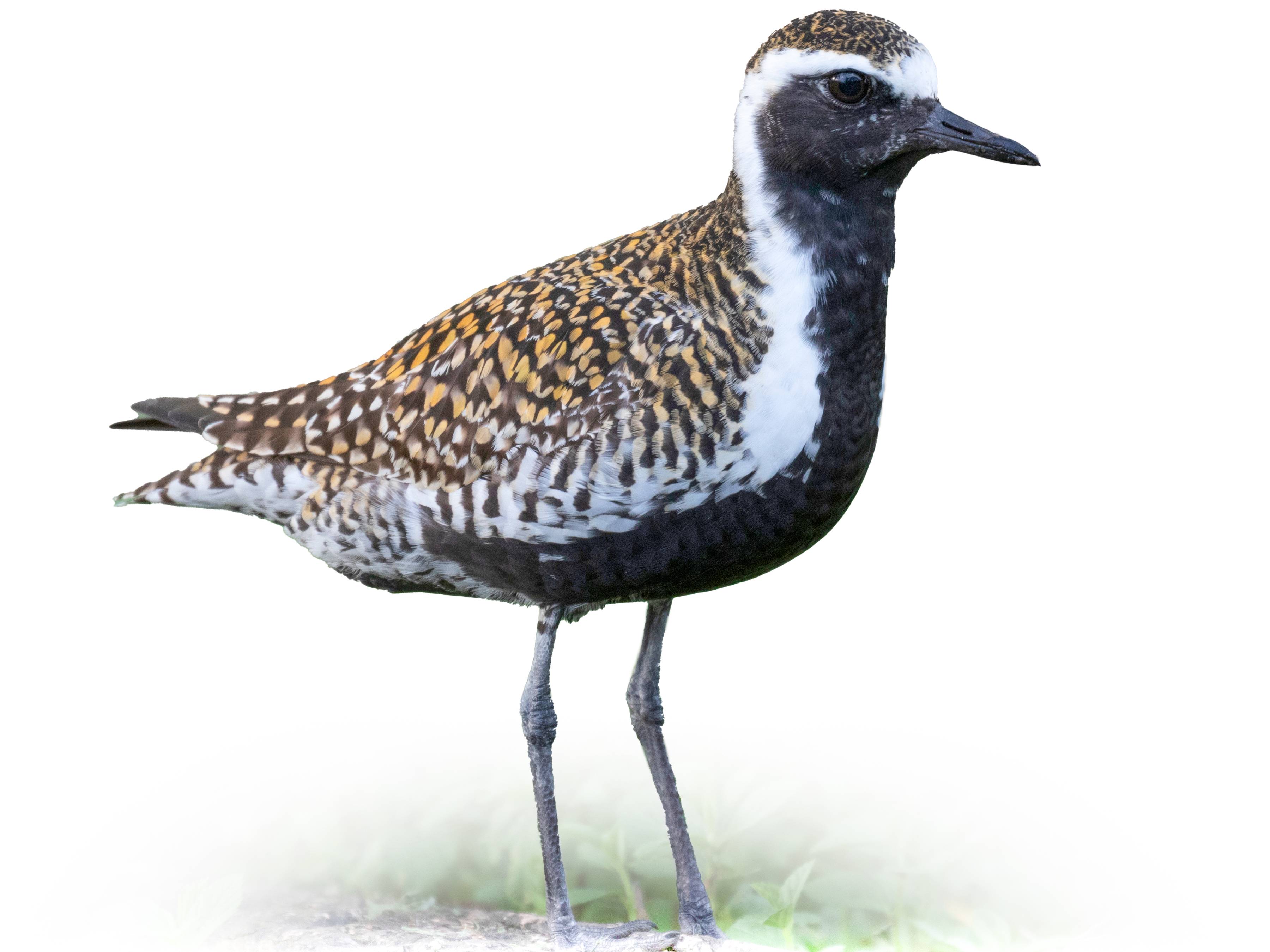 Pacific Golden Plover (Pluvialis fulva) identification - Birda