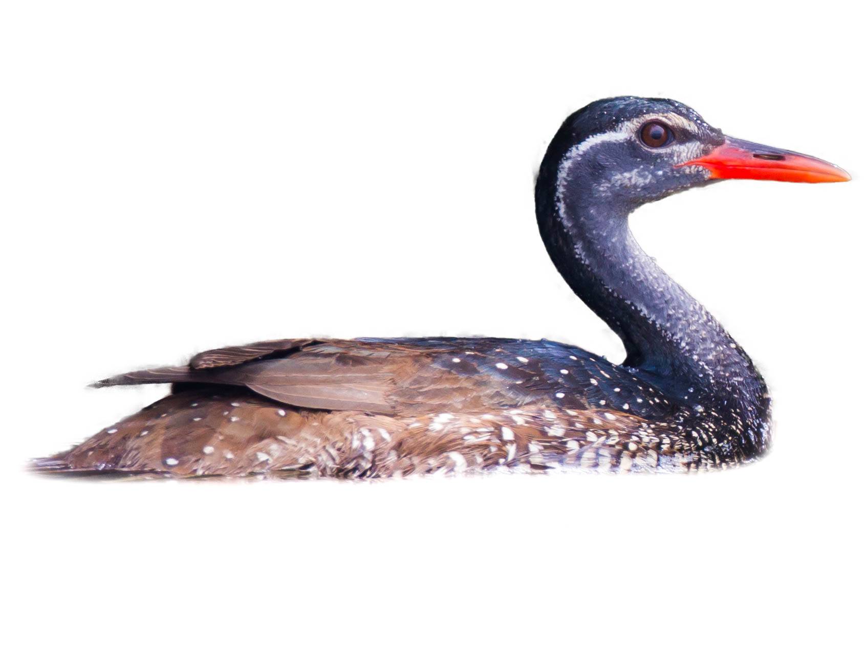 African Finfoot (Podica senegalensis) identification - Birda