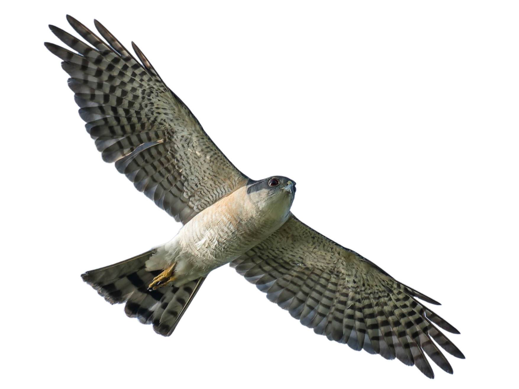 Japanese Sparrowhawk (Accipiter gularis) identification - Birda