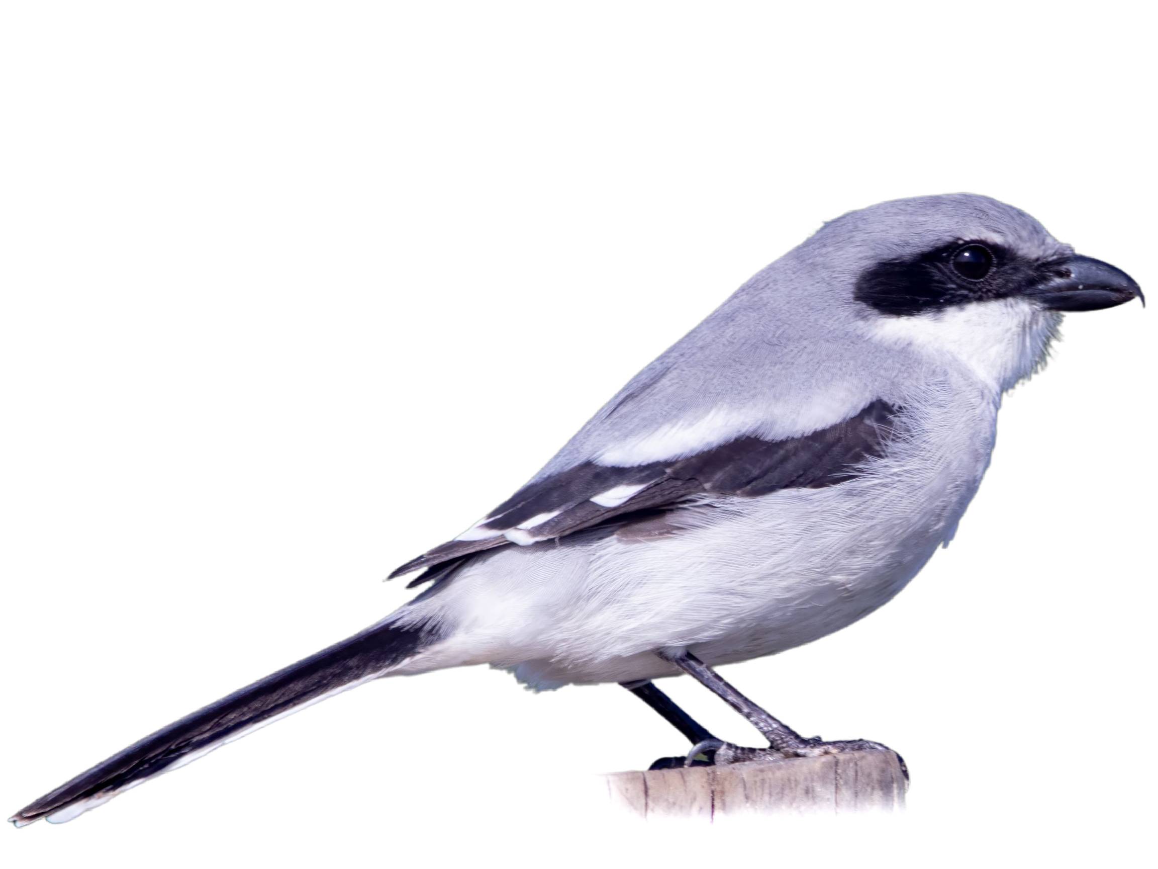 Loggerhead Shrike (Lanius ludovicianus) identification - Birda