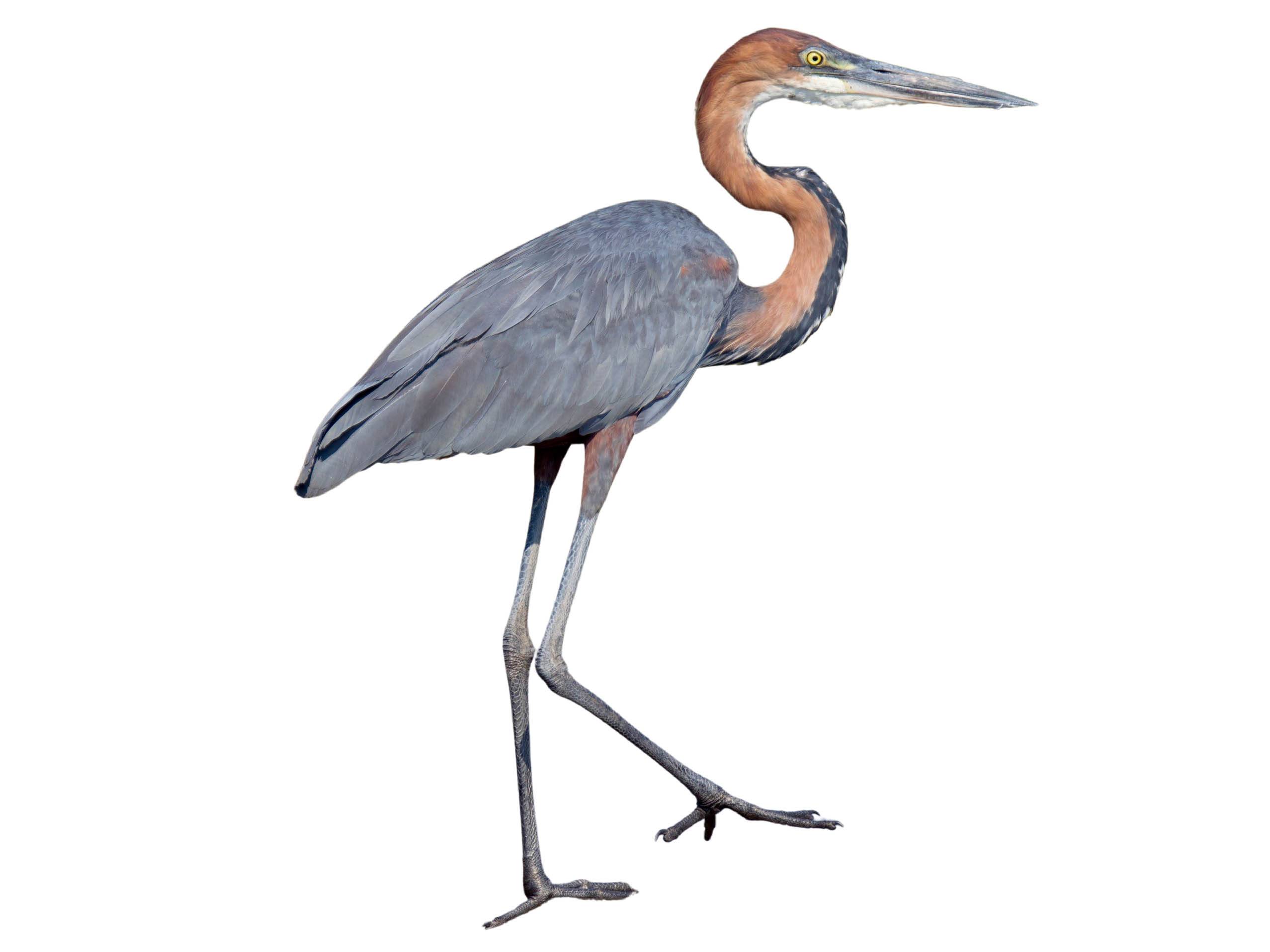 Goliath Heron (Ardea goliath) identification - Birda