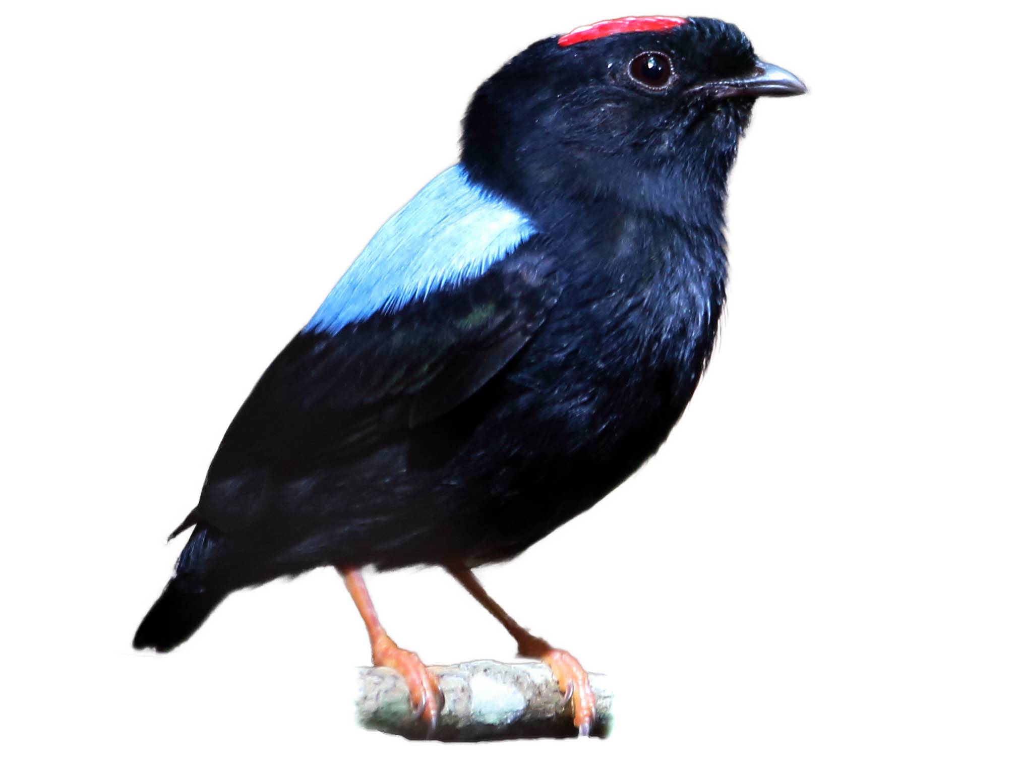 Blue-backed Manakin (Chiroxiphia pareola) identification - Birda