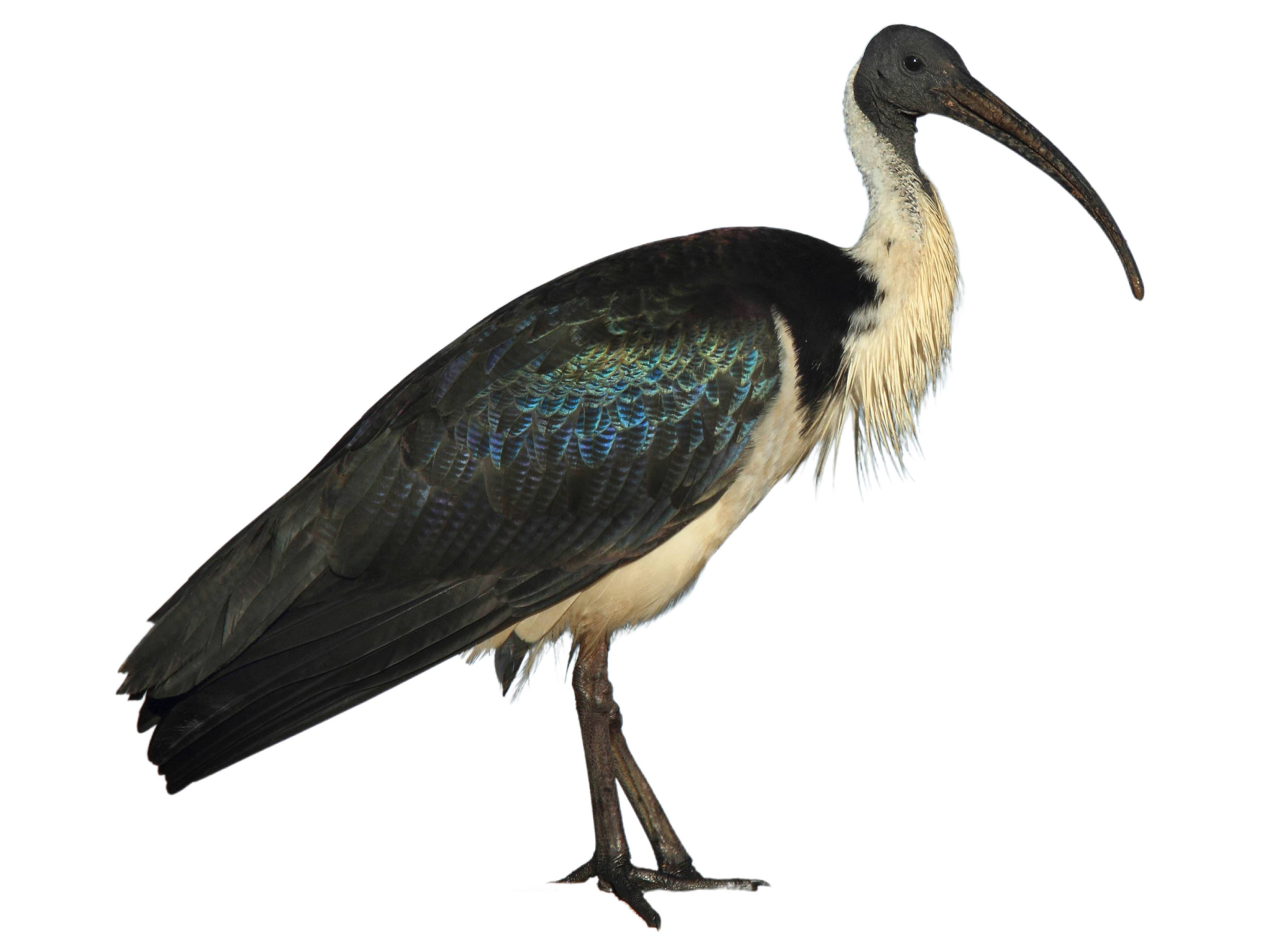 Straw-necked Ibis (Threskiornis spinicollis) identification - Birda