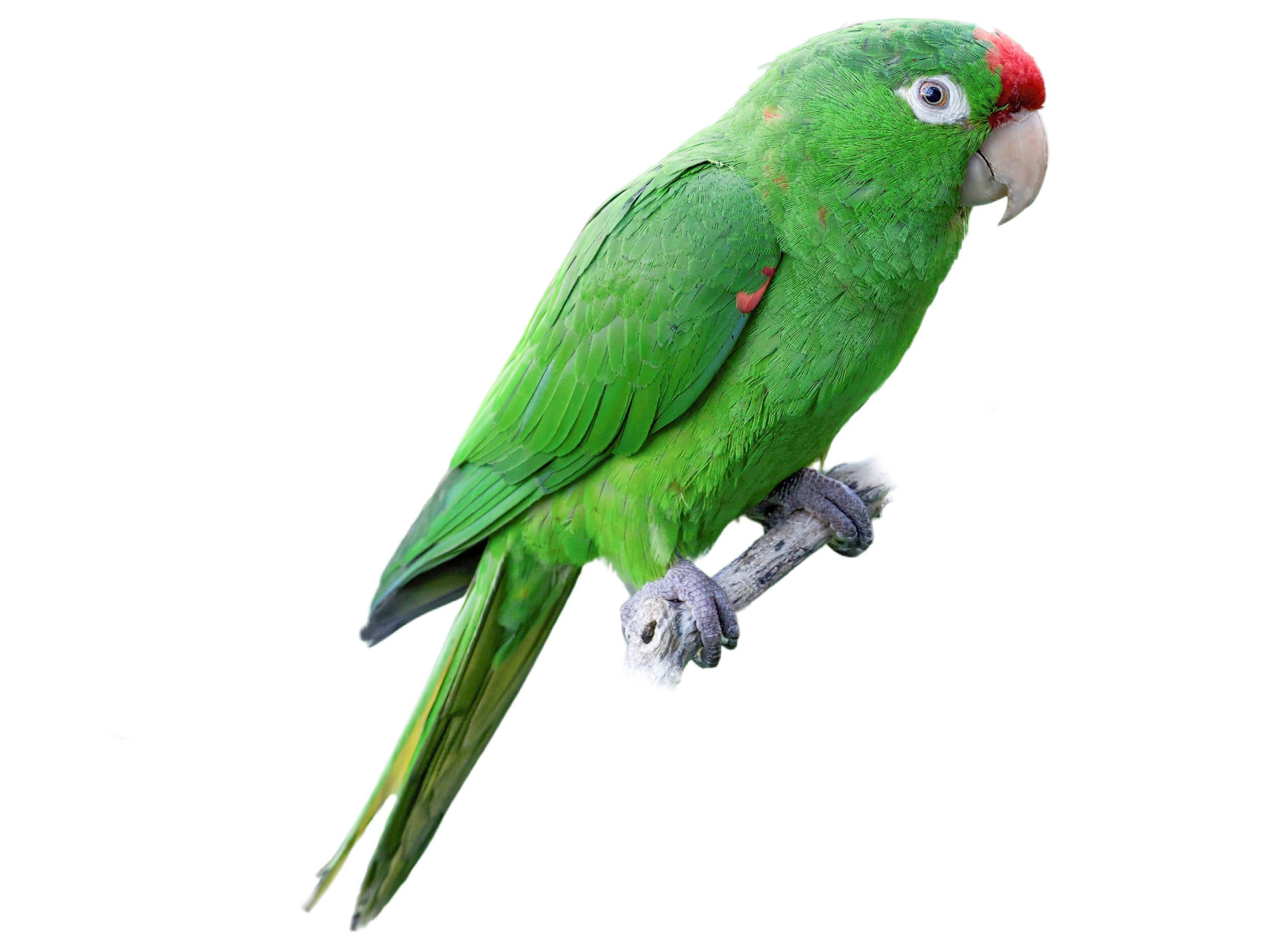 Finsch's Parakeet (Psittacara finschi) identification - Birda