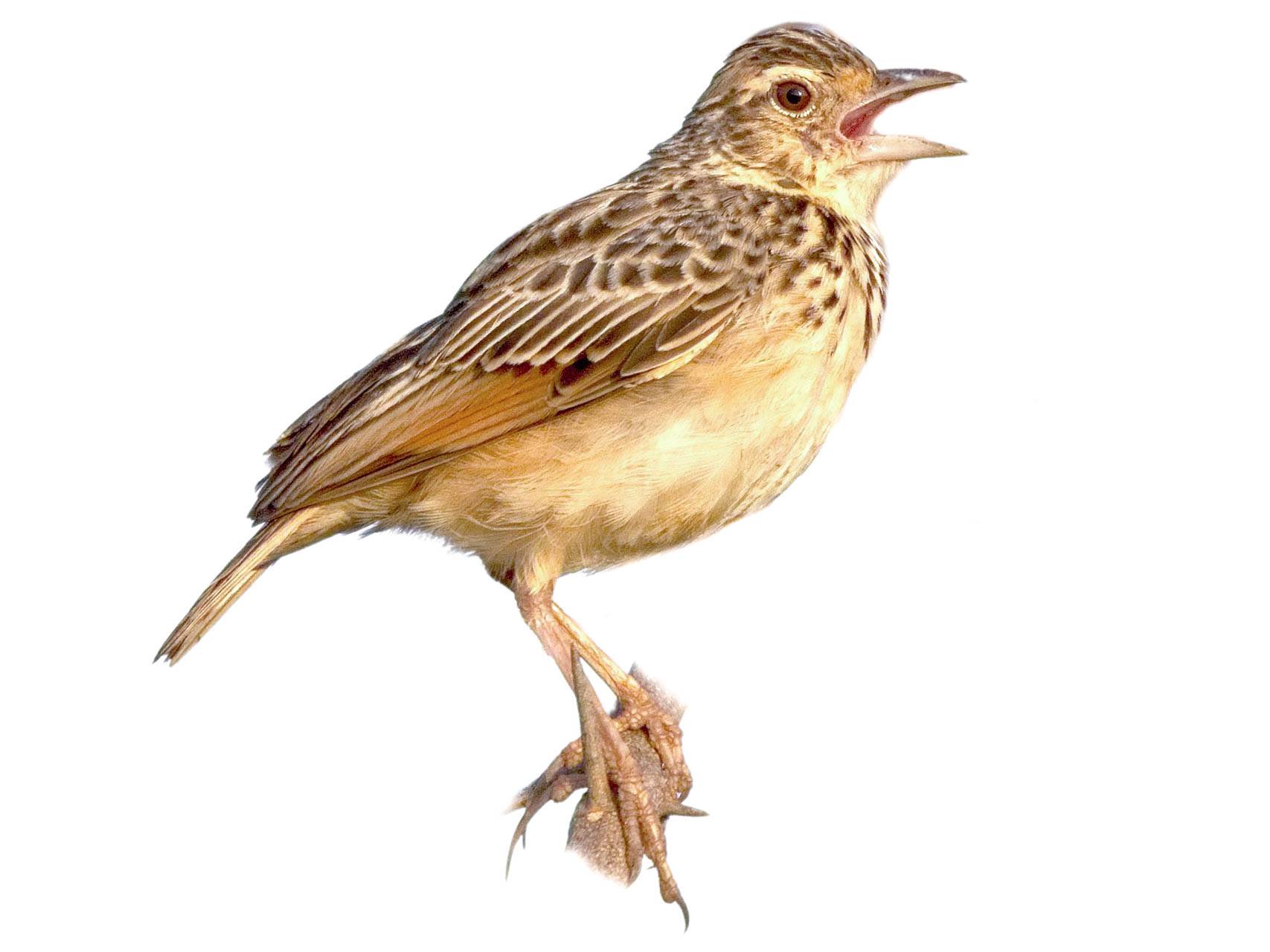 Jerdon's Bush Lark (Mirafra affinis) identification - Birda