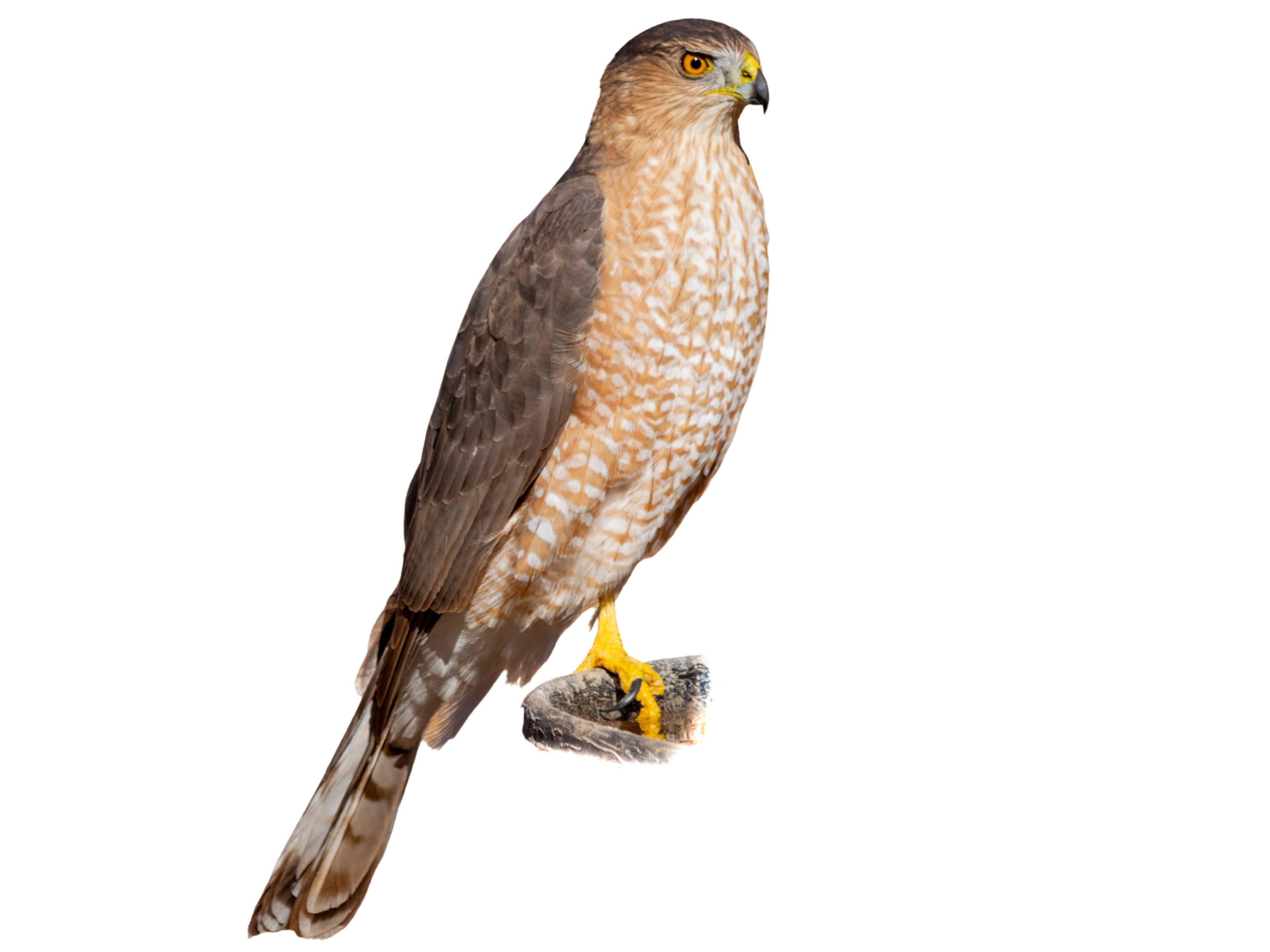 Cooper's Hawk (Accipiter cooperii) identification - Birda