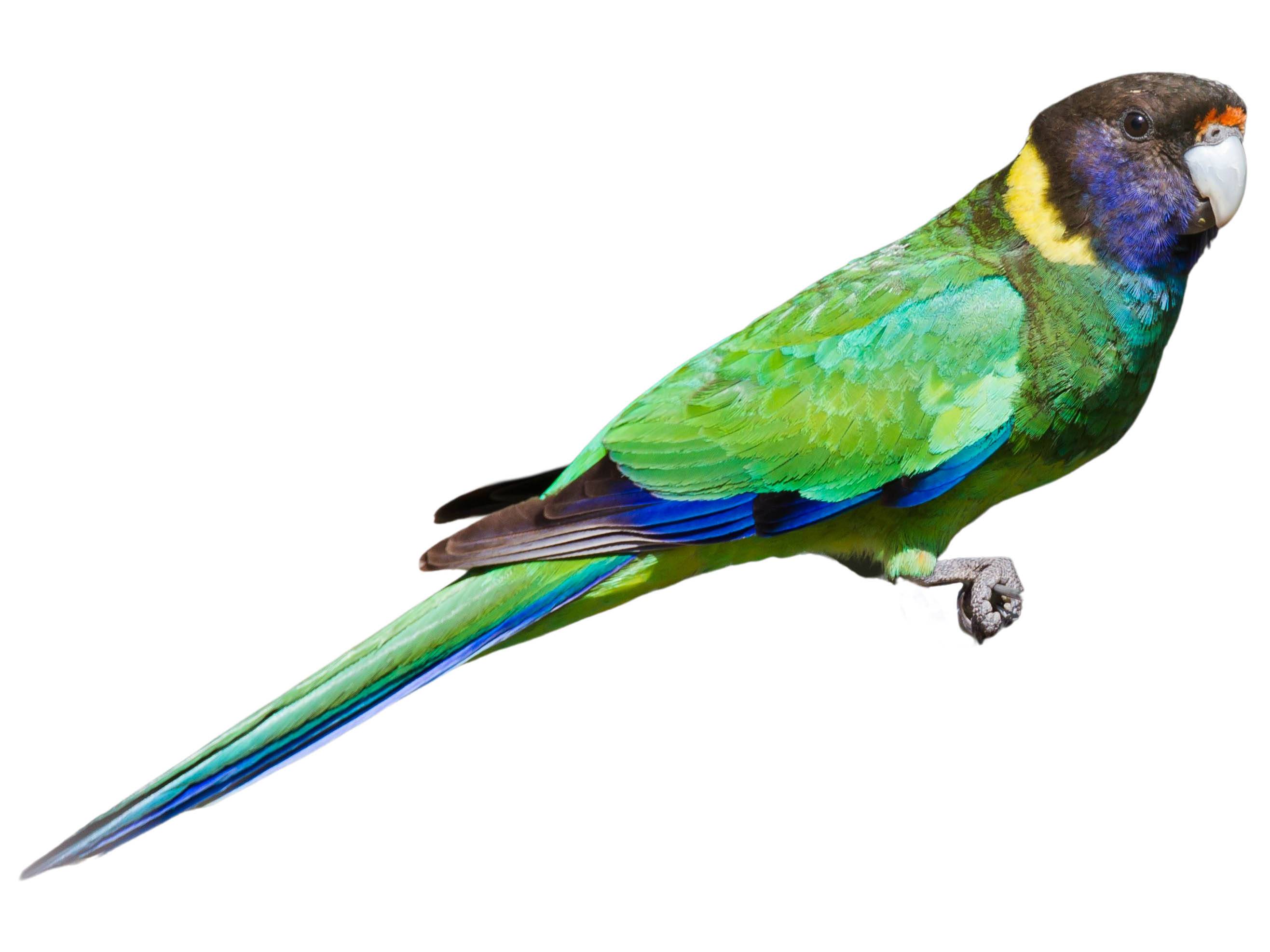 Australian Ringneck (Barnardius zonarius) identification - Birda