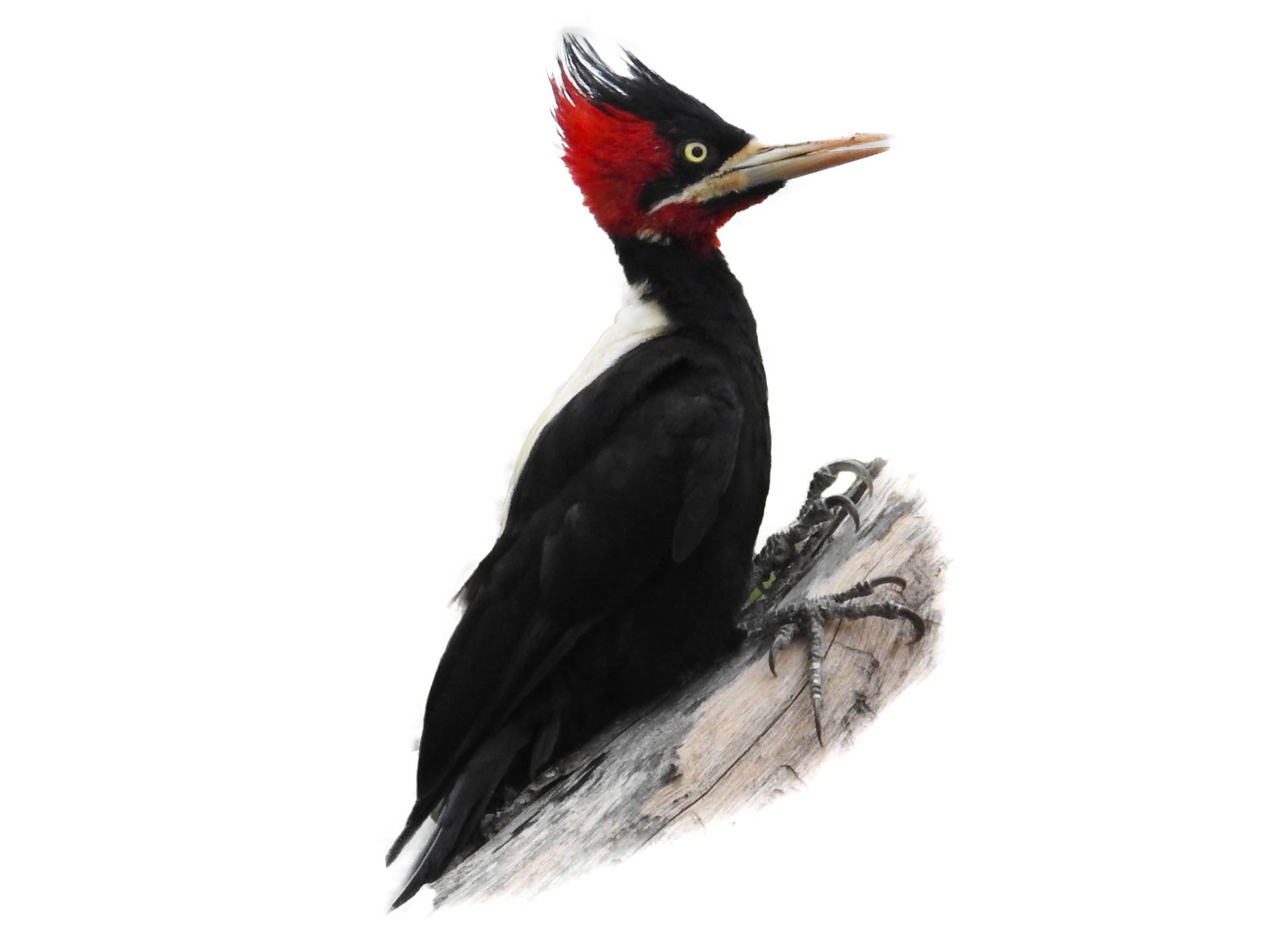 Cream-backed Woodpecker (Campephilus leucopogon) identification - Birda