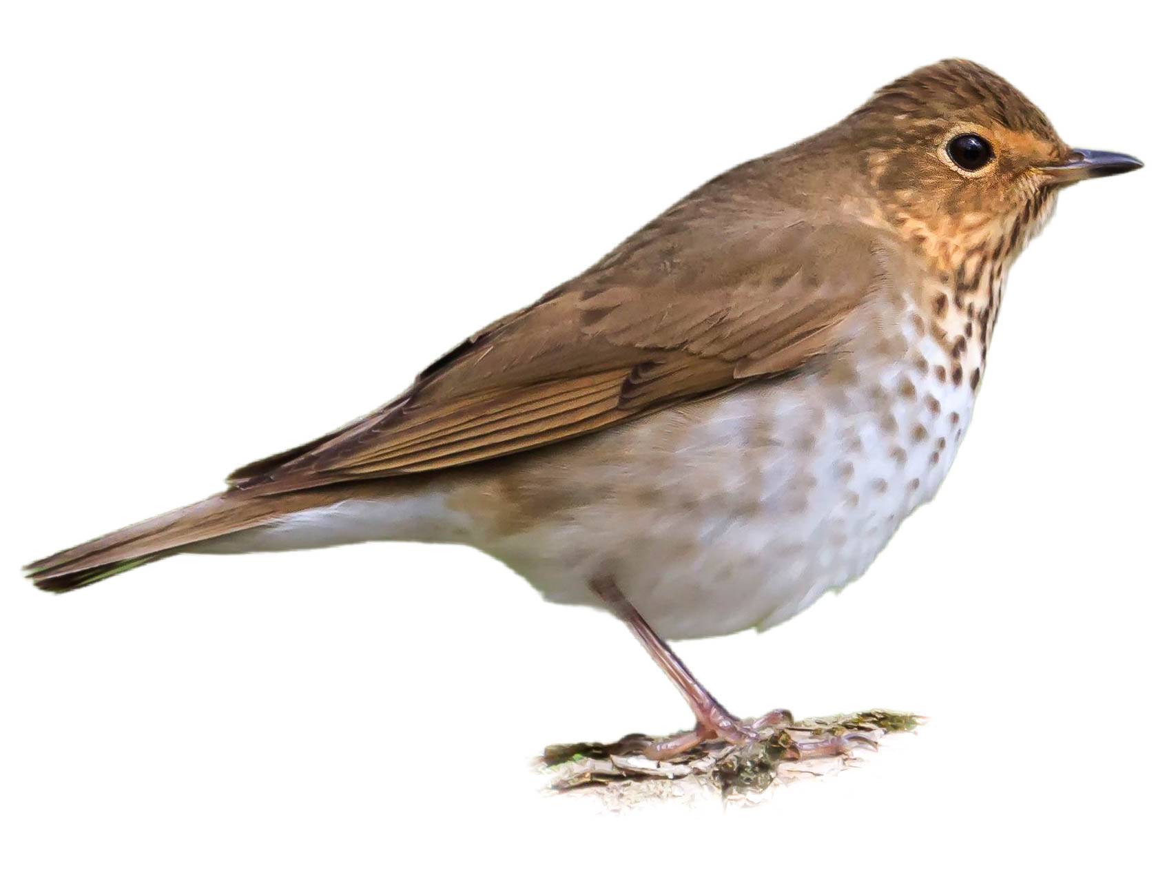 Swainson's Thrush (Catharus ustulatus) identification - Birda