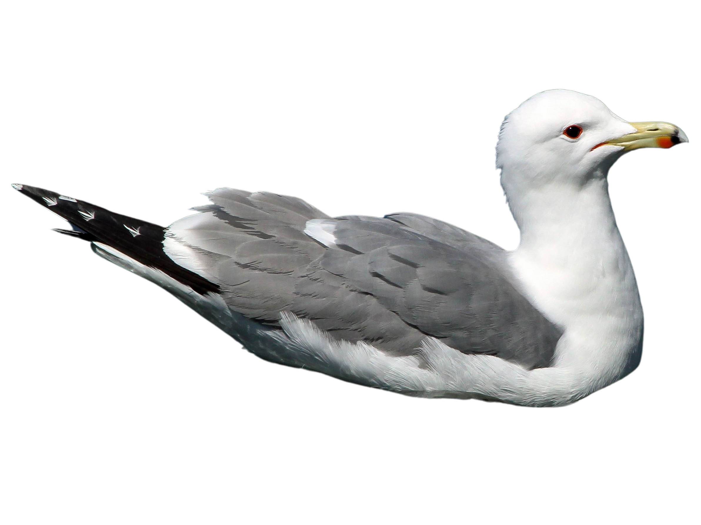 California Gull (Larus californicus) identification - Birda