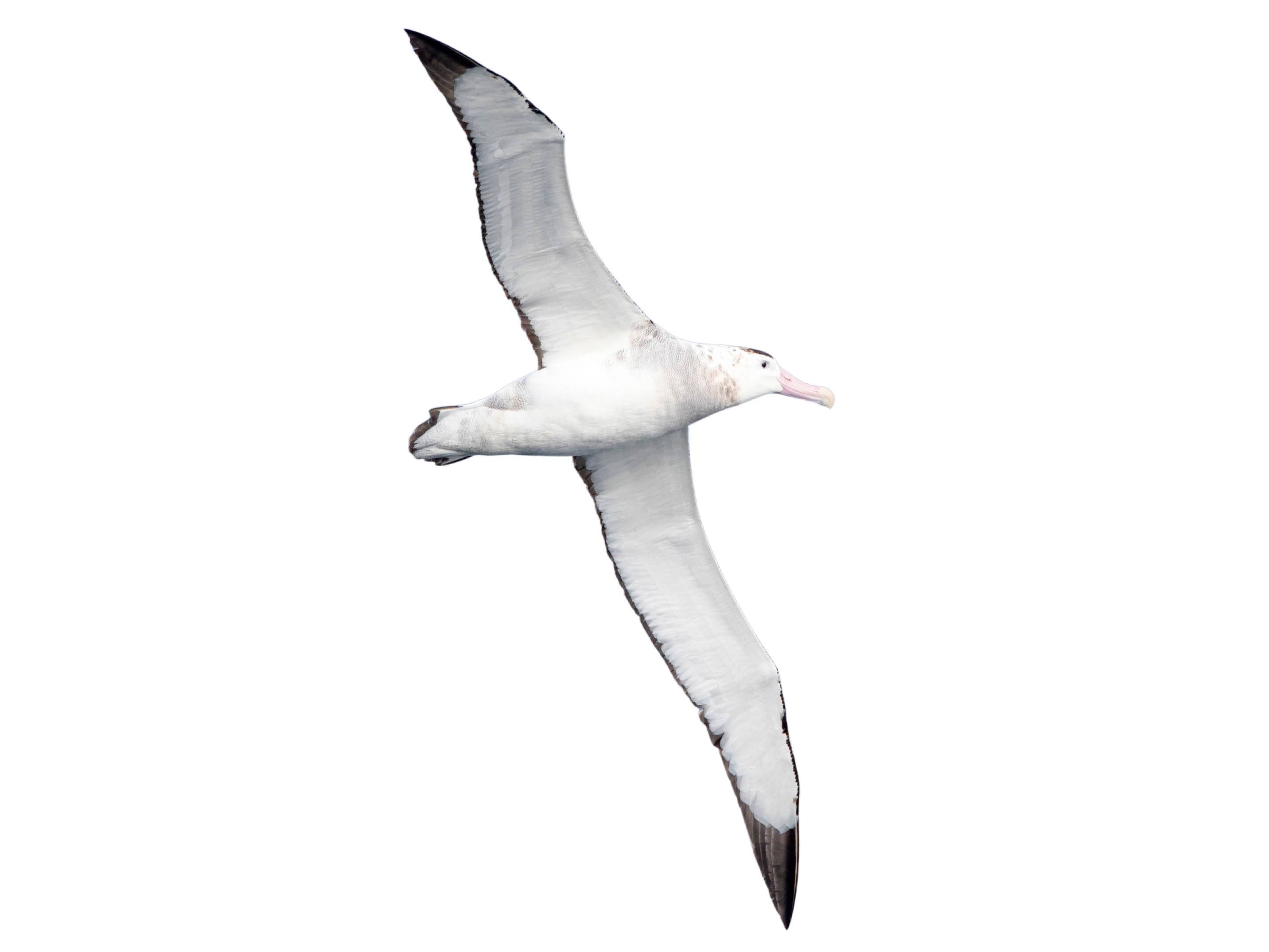 Antipodean Albatross (Diomedea antipodensis) identification - Birda
