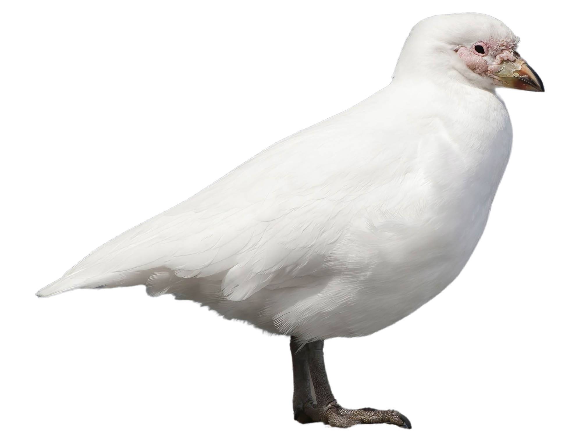 Snowy Sheathbill (Chionis albus) identification - Birda