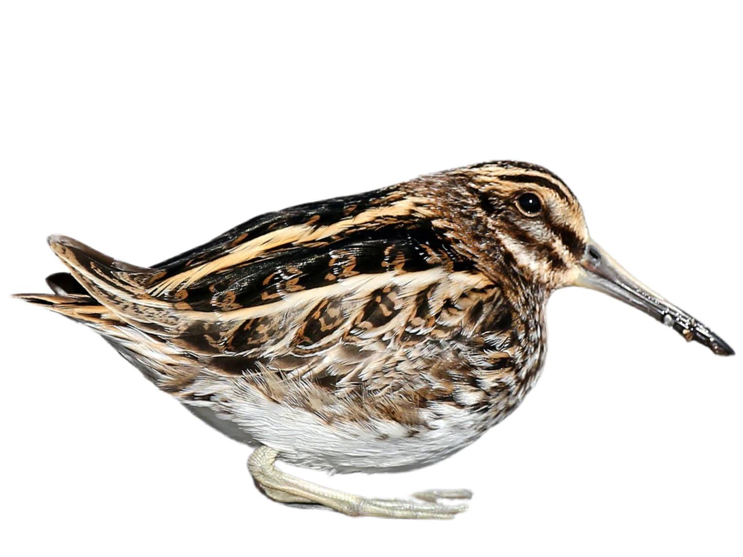 Jack Snipe (Lymnocryptes minimus) identification - Birda
