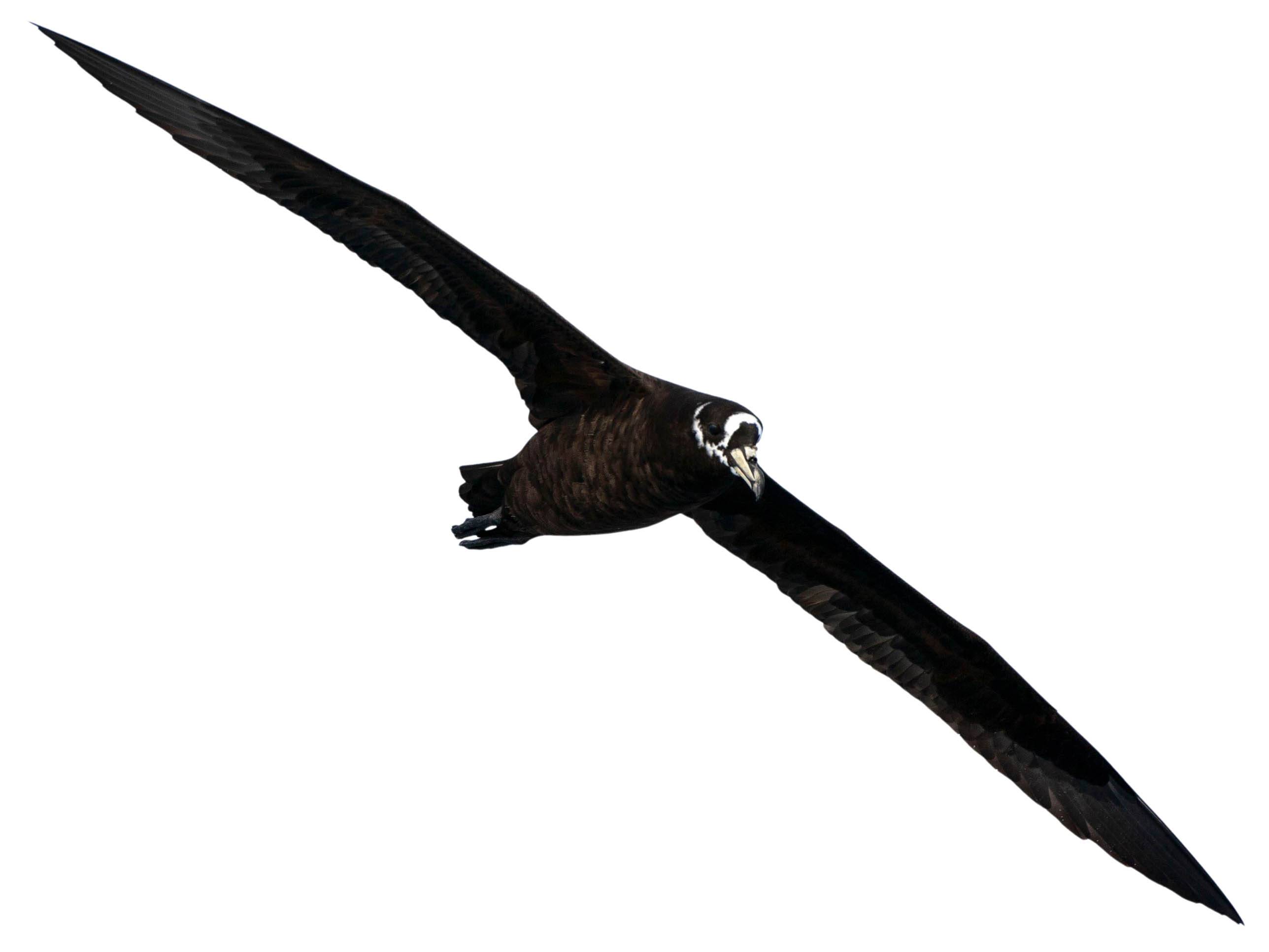 Spectacled Petrel (Procellaria conspicillata) identification - Birda