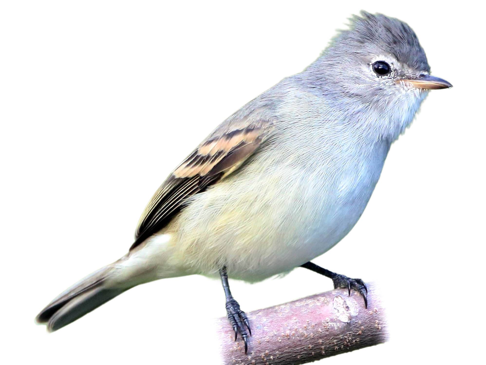 Southern Beardless Tyrannulet (Camptostoma obsoletum) identification ...