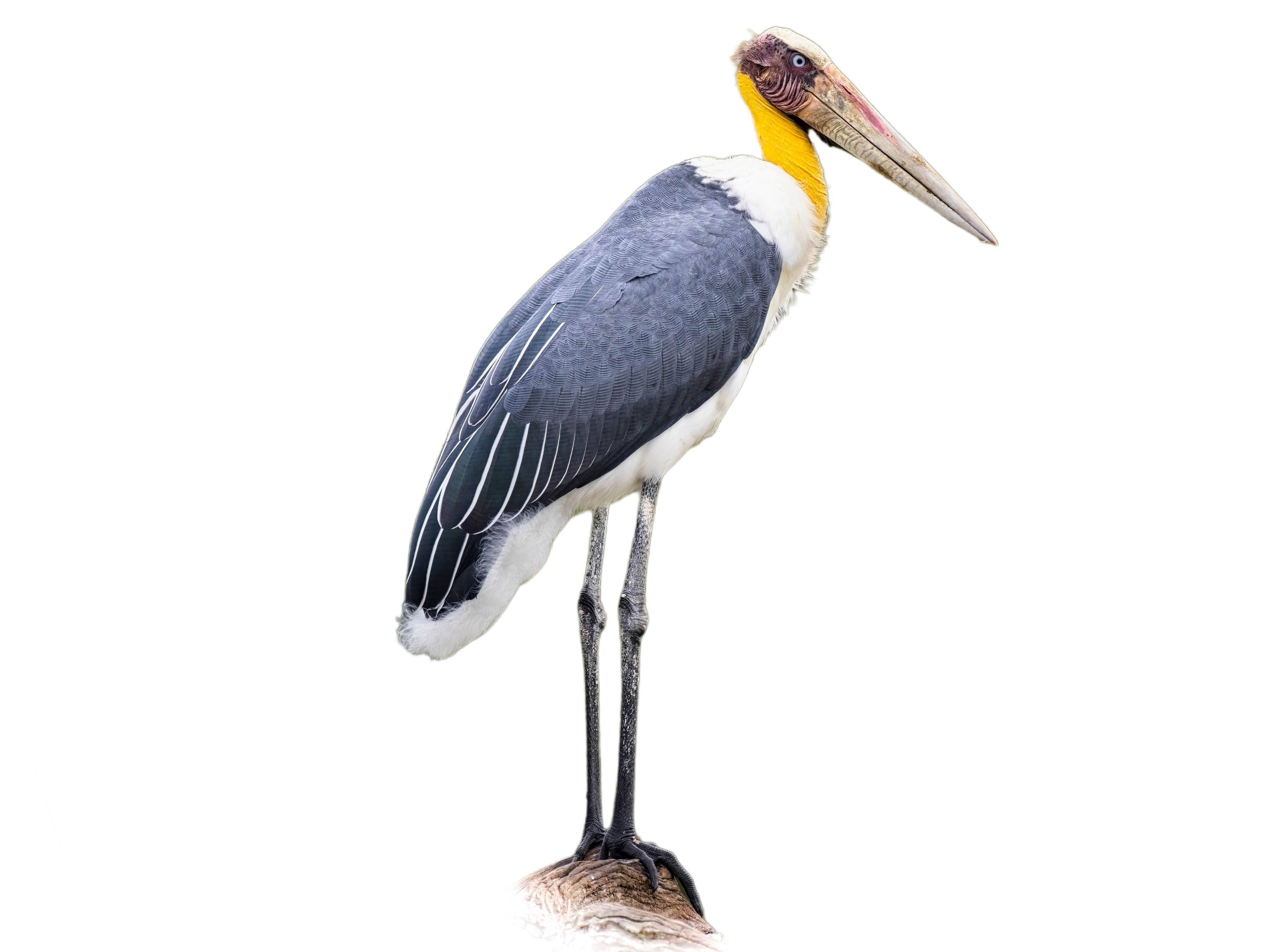 Lesser Adjutant (Leptoptilos javanicus) identification - Birda