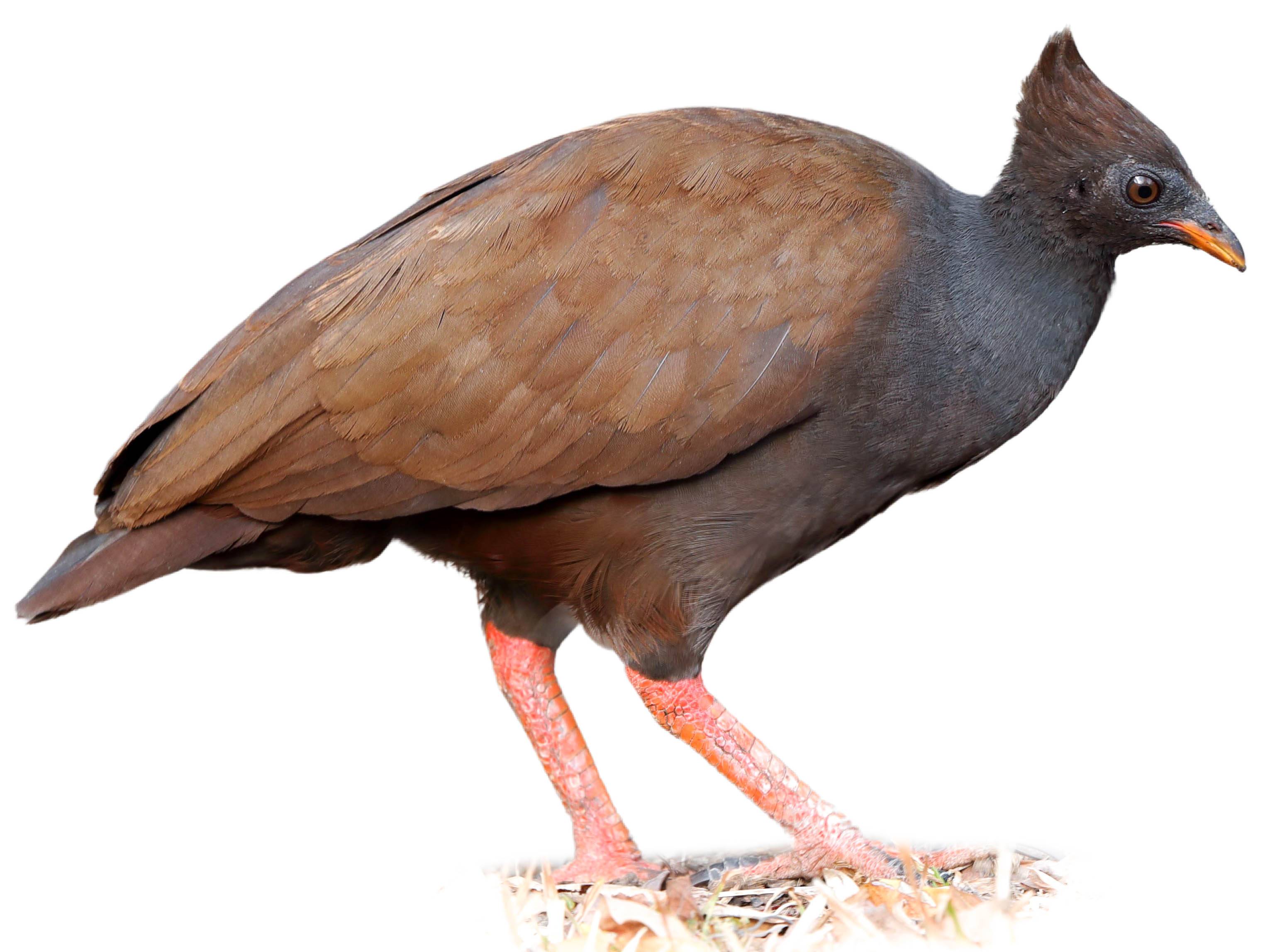 Orange-footed Scrubfowl (Megapodius reinwardt) identification - Birda
