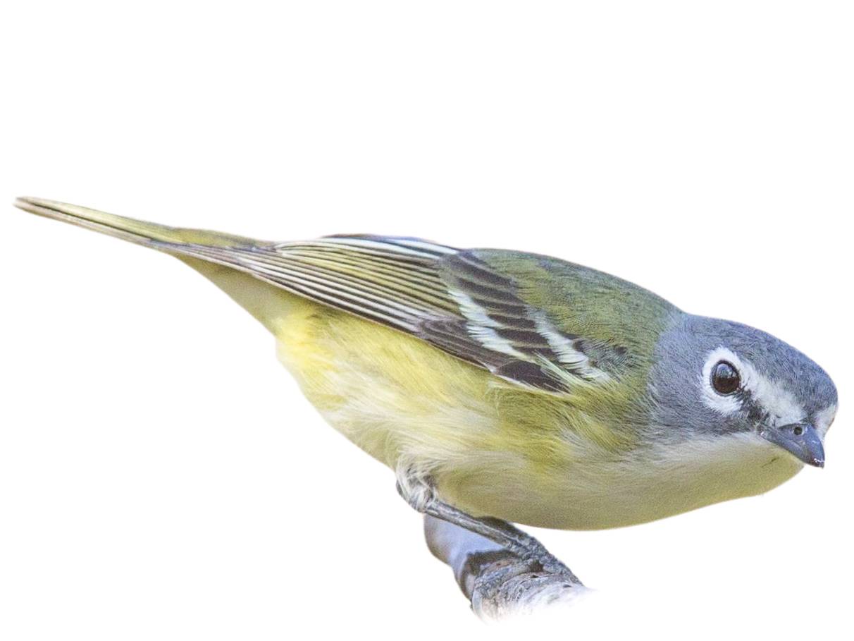 Blue-headed Vireo (Vireo solitarius) identification - Birda