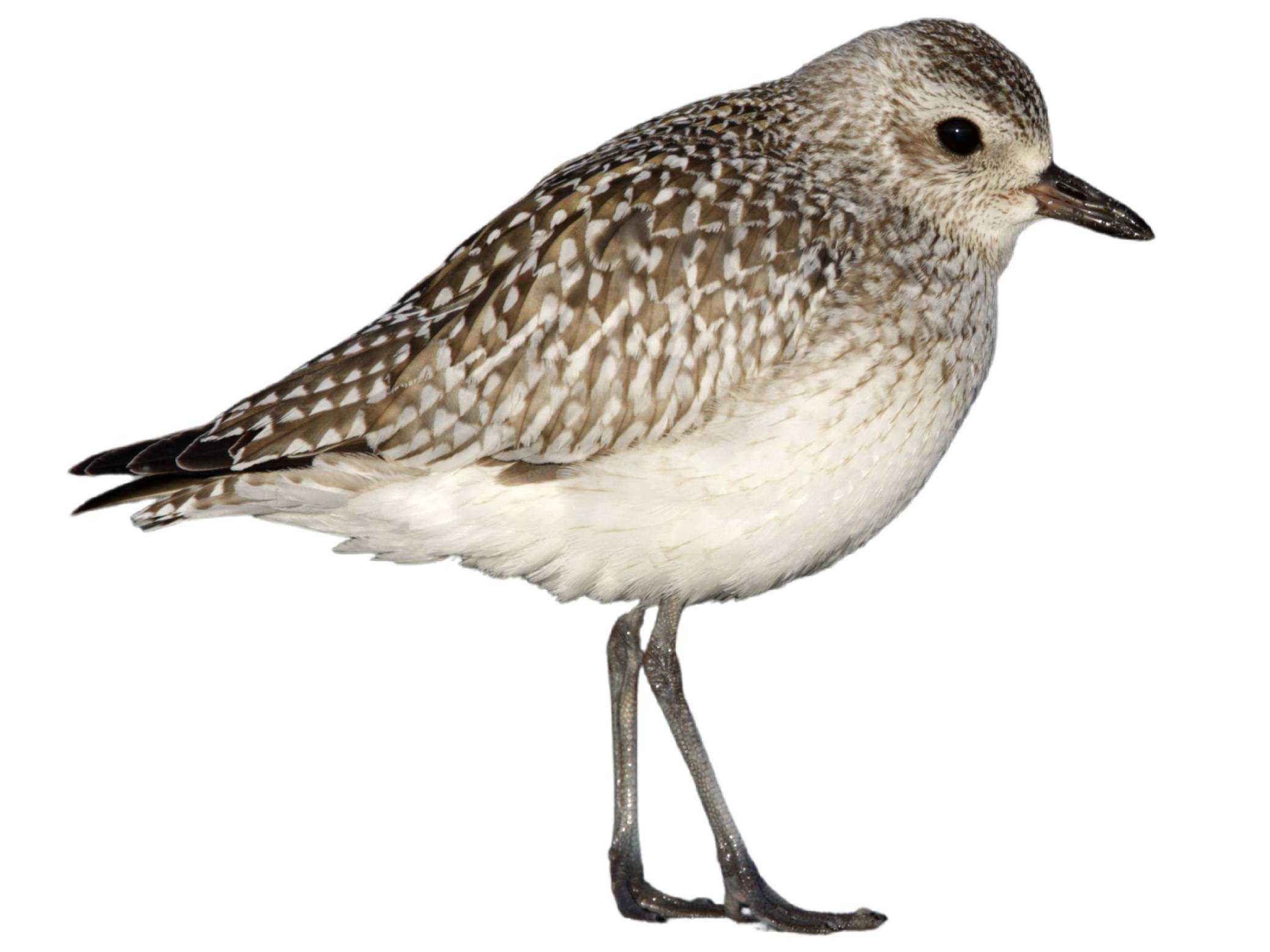 Grey Plover (Pluvialis squatarola) identification - Birda