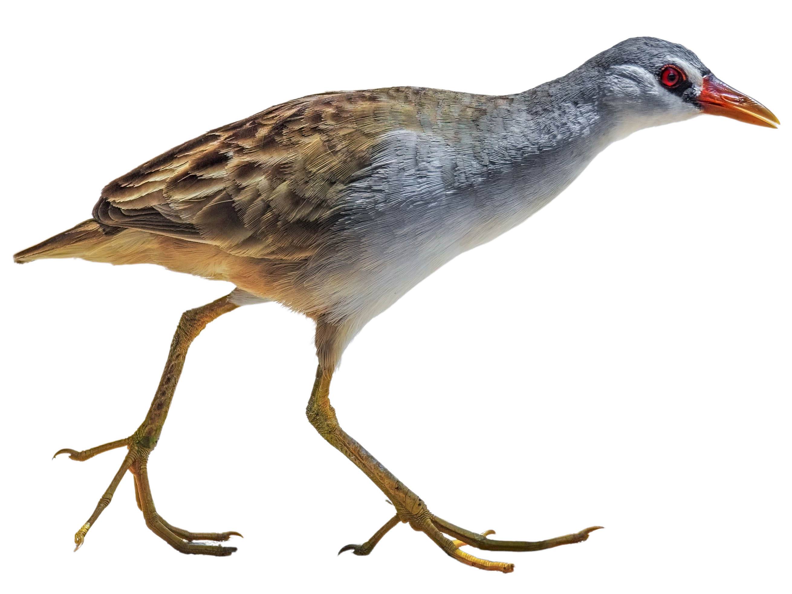 White-browed Crake (Poliolimnas cinereus) identification - Birda