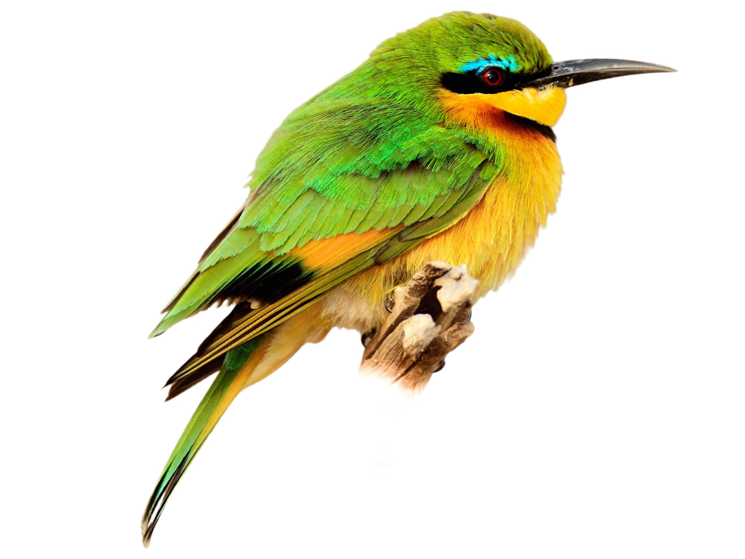 Little Bee-eater (Merops pusillus) identification - Birda