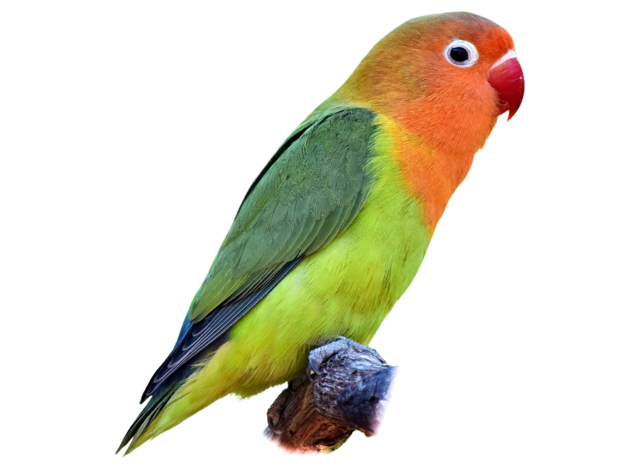 Fischer's Lovebird (Agapornis fischeri) identification - Birda