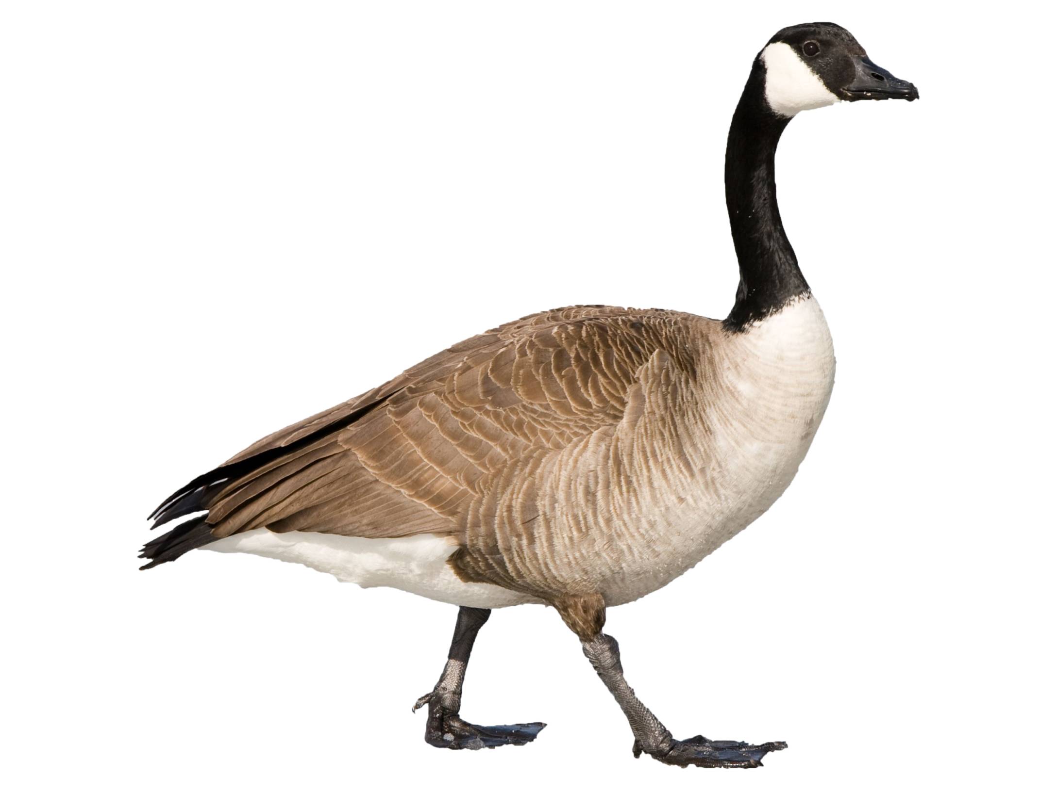 Canada Goose (Branta canadensis) identification - Birda