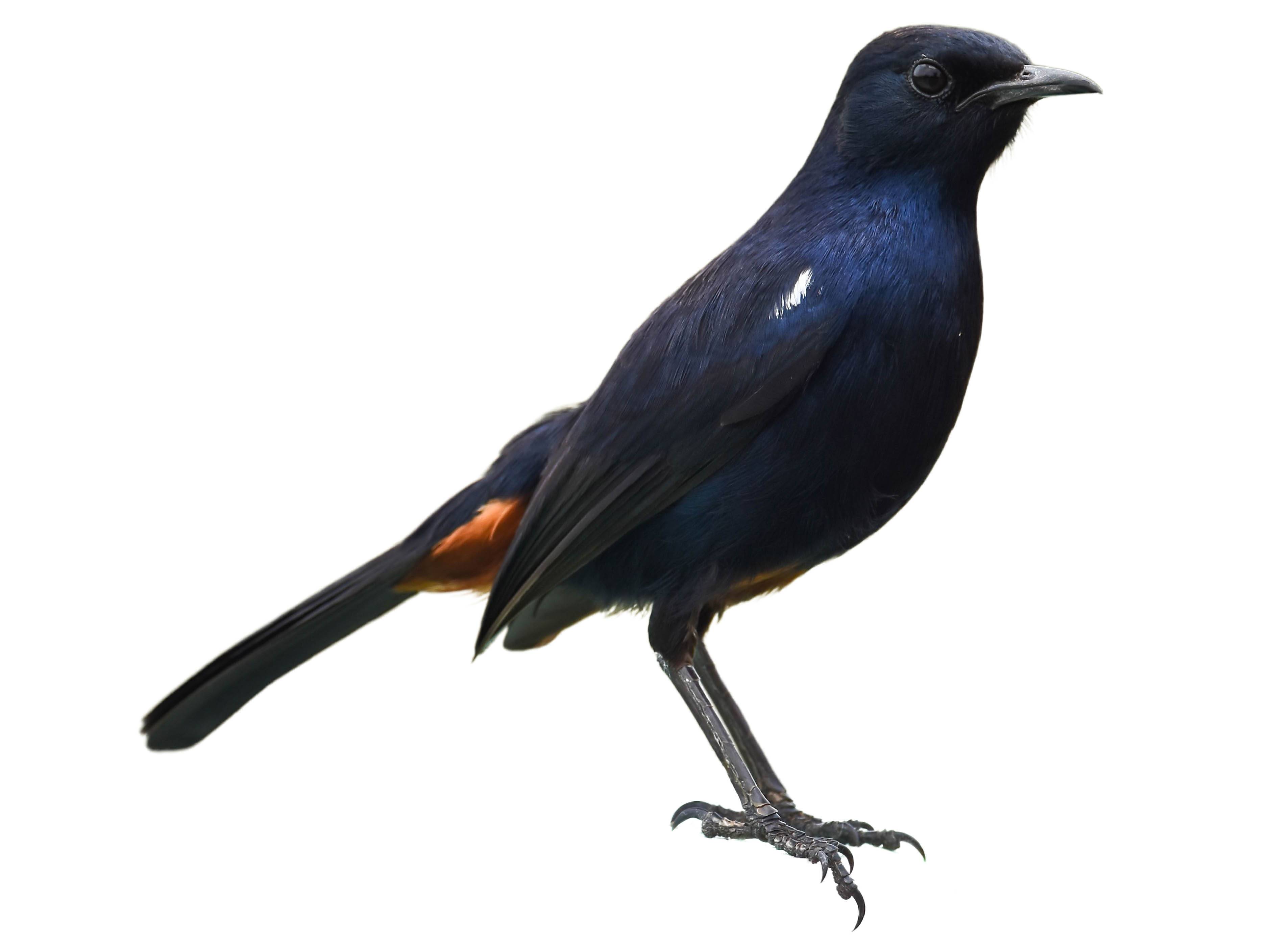 Indian Robin (Copsychus fulicatus) identification - Birda